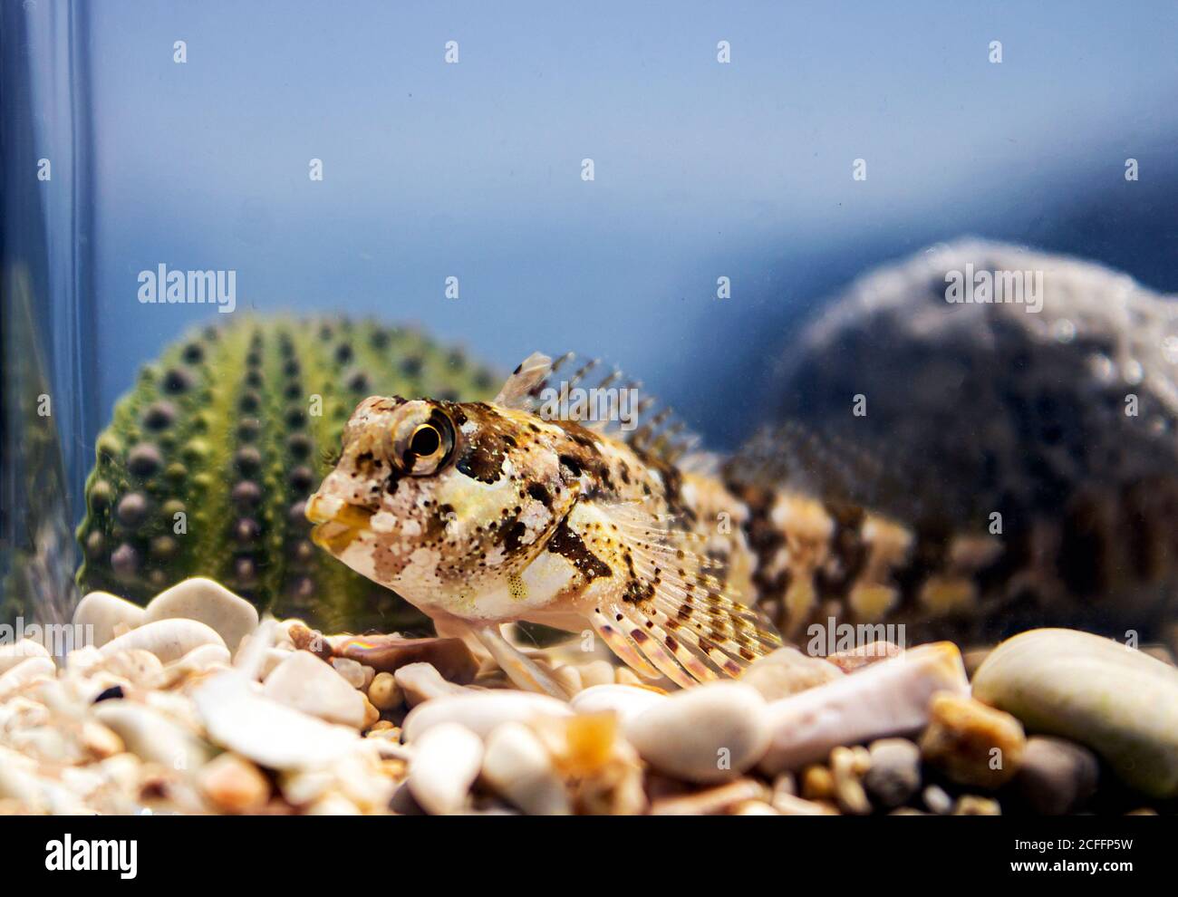 Species of combtooth Mediterranean blenny fish - Lipophrys trigloides ...