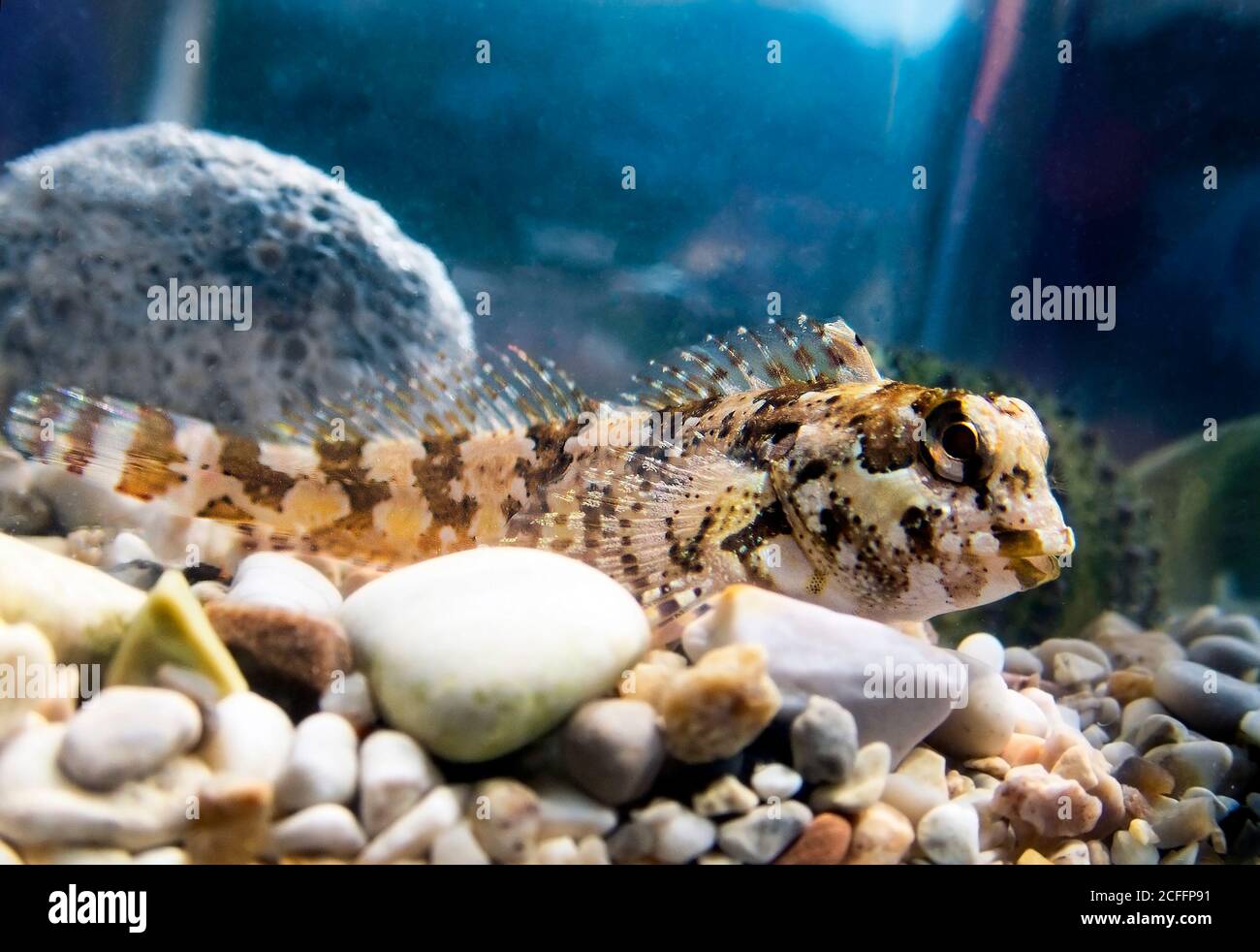 Species of combtooth Mediterranean blenny fish - Lipophrys trigloides ...