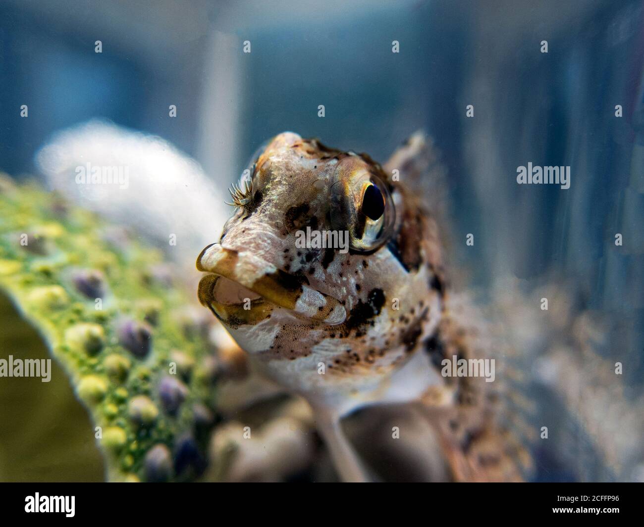Species of combtooth Mediterranean blenny fish - Lipophrys trigloides ...