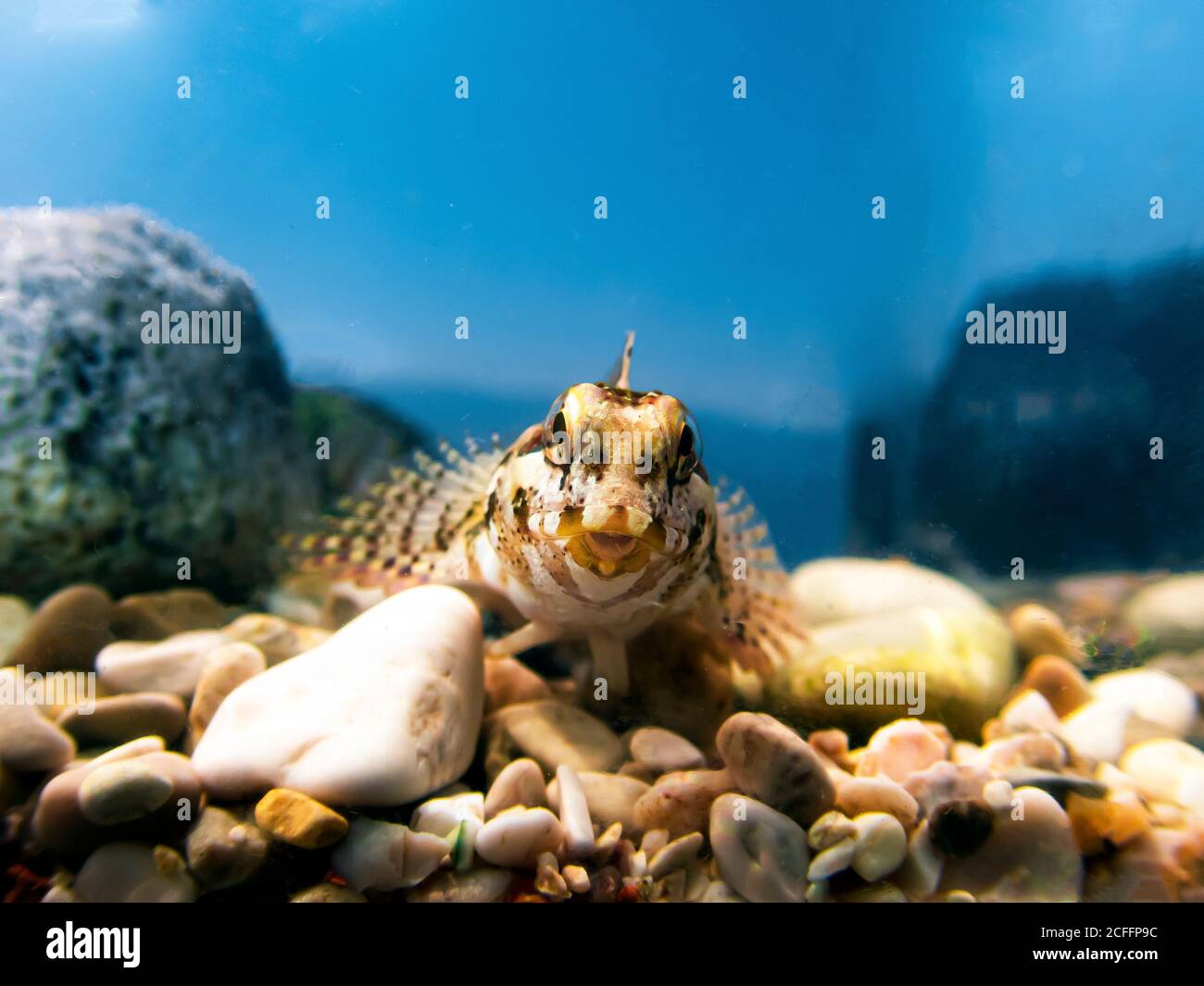 Species of combtooth Mediterranean blenny fish - Lipophrys trigloides ...