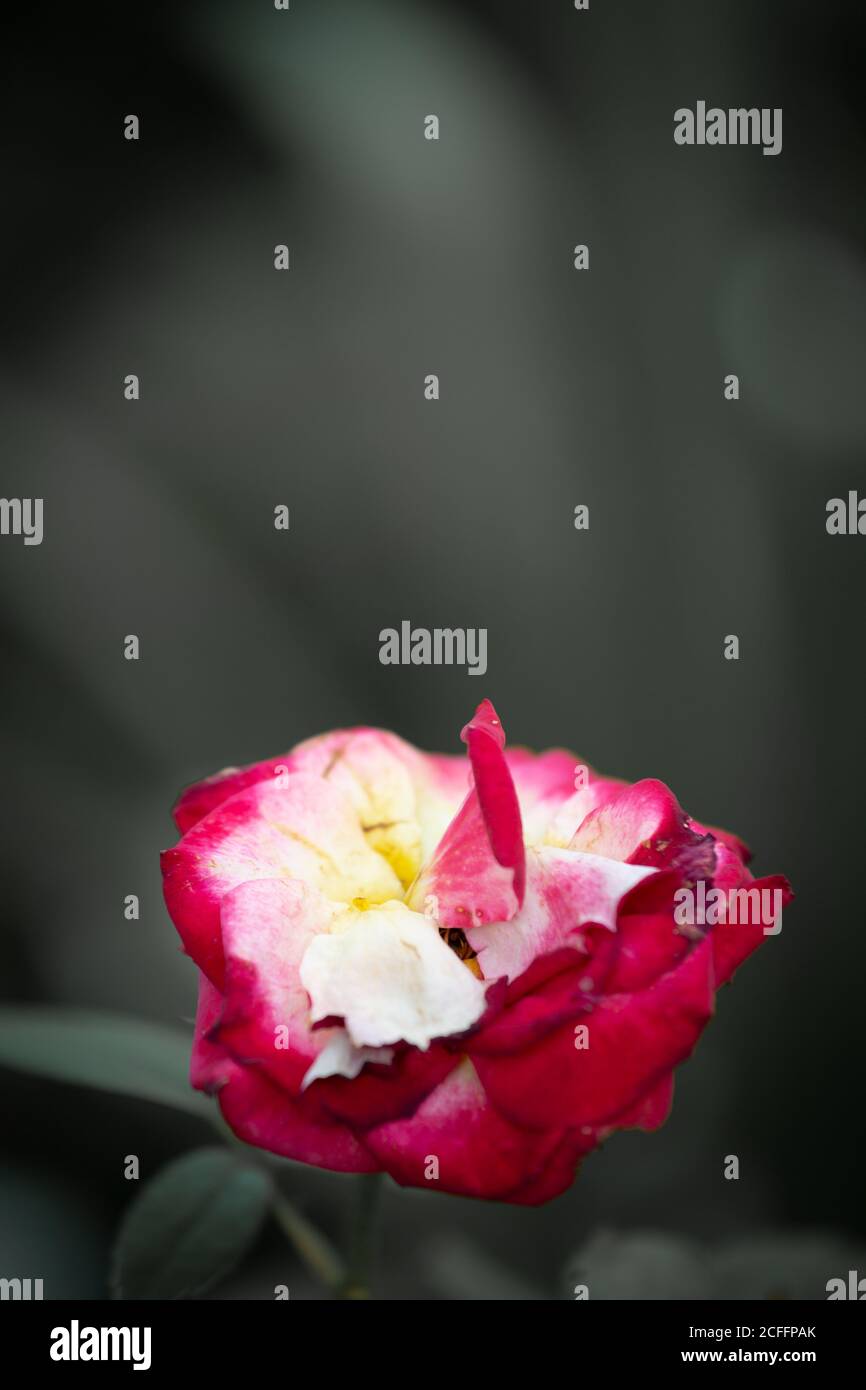 Overblown red yellow rose in front of gray background Stock Photo - Alamy