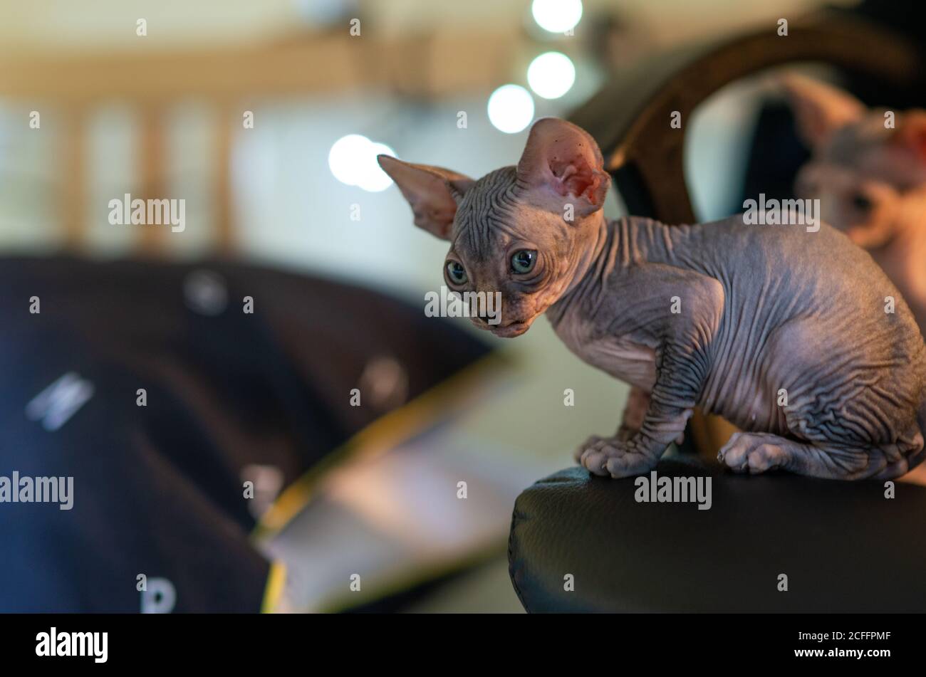 Alert aggressive purebred Sphynx cat prepared for attack looking away ...