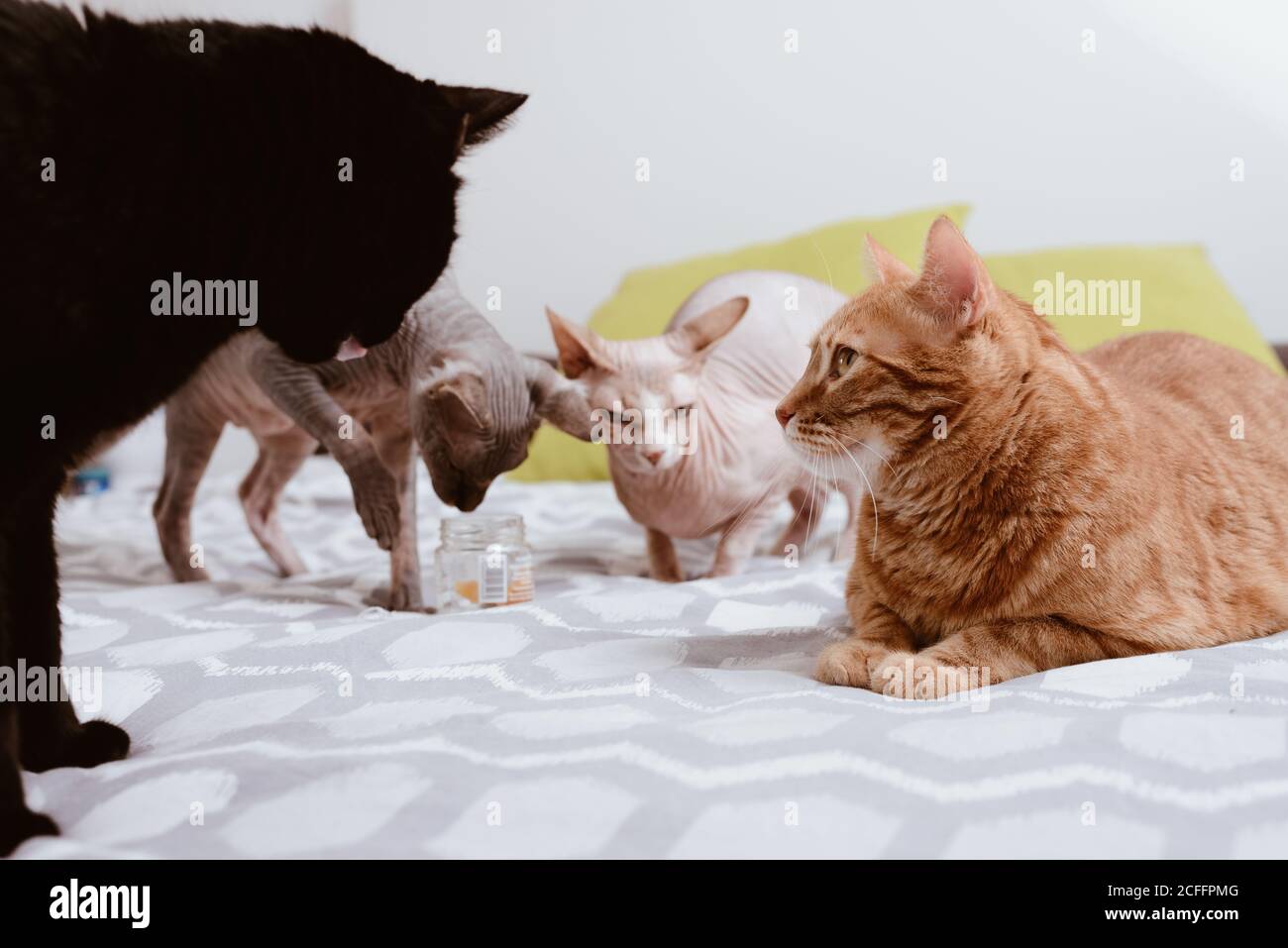 Group of curious cats of various breeds and colors sniffing glass pot ...