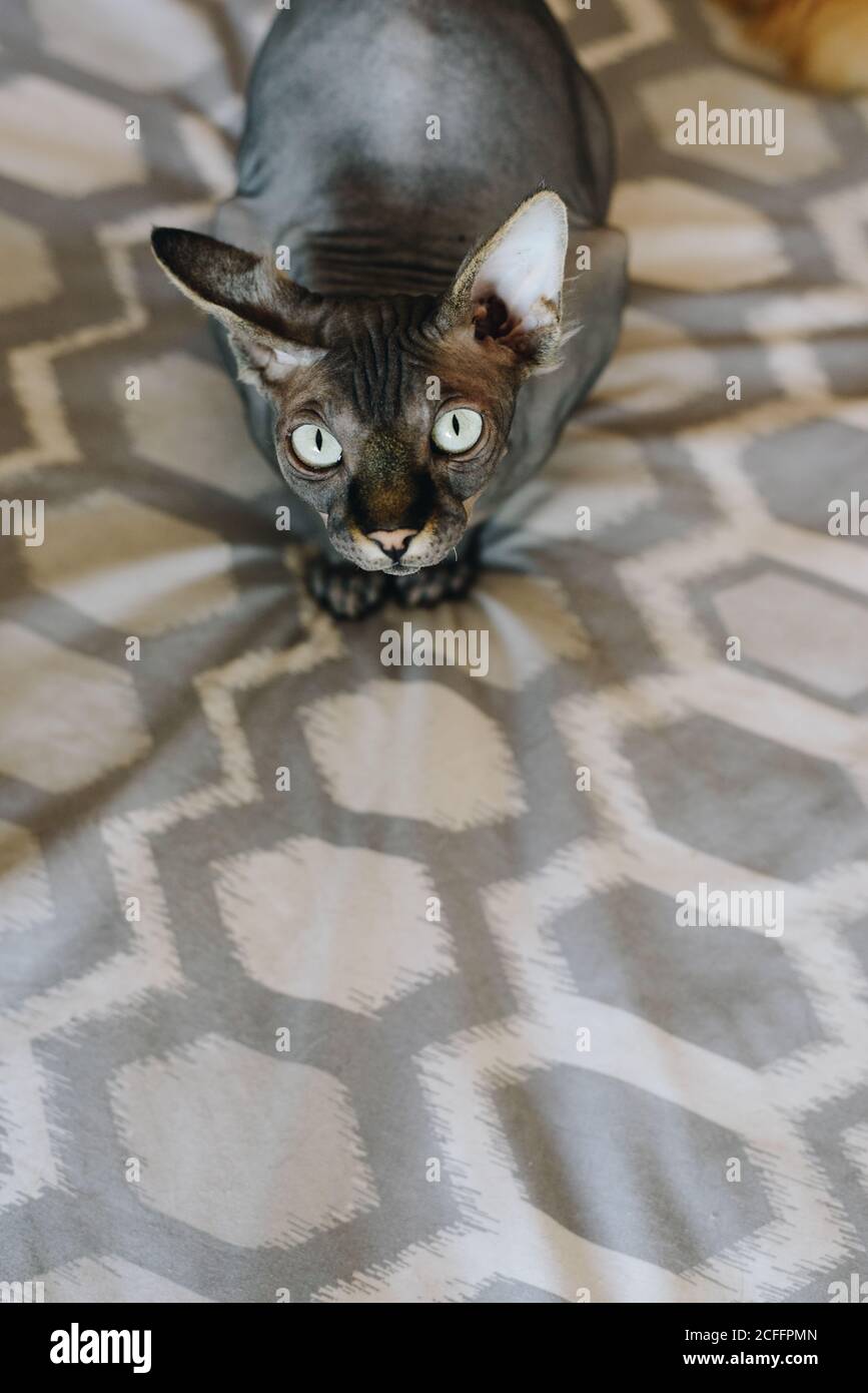 Aggressive vertical hi-res stock photography and images - Alamy