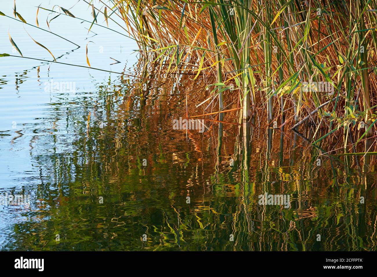 reed colors reflected on the lake Stock Photo - Alamy