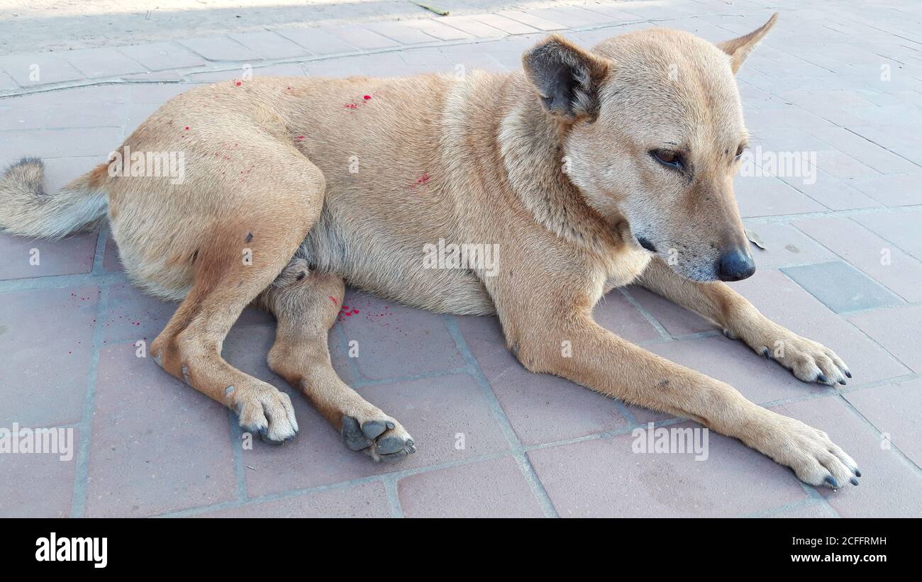 Upset dog hi-res stock photography and images - Alamy