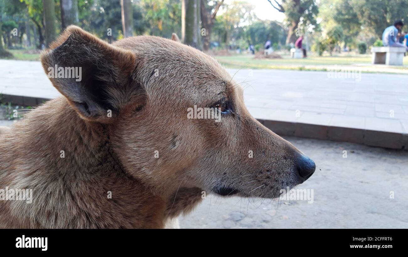 Upset dog puppy as lying in the Park. Close up Dog photo Stock Photo ...