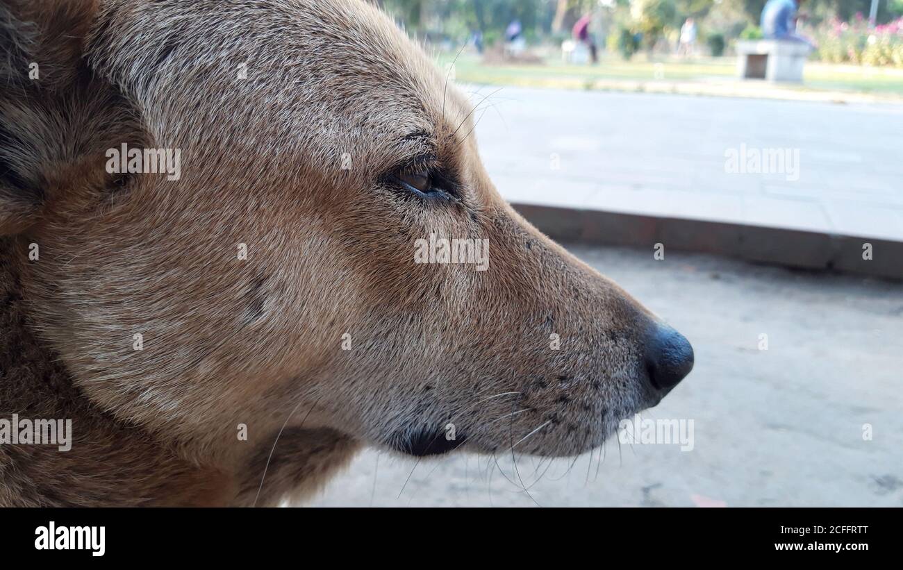 Upset dog hi-res stock photography and images - Alamy