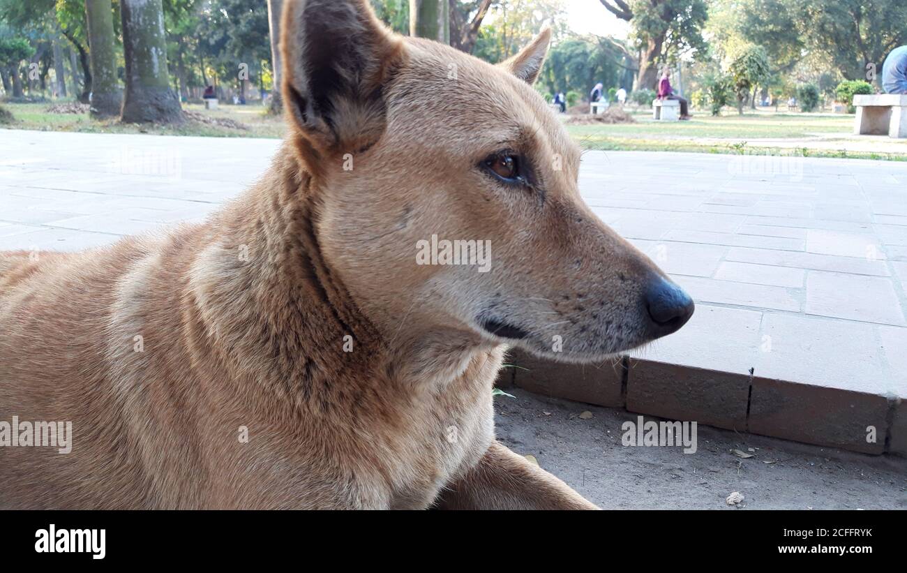 Upset dog puppy as lying in the Park. Close up Dog photo Stock Photo ...