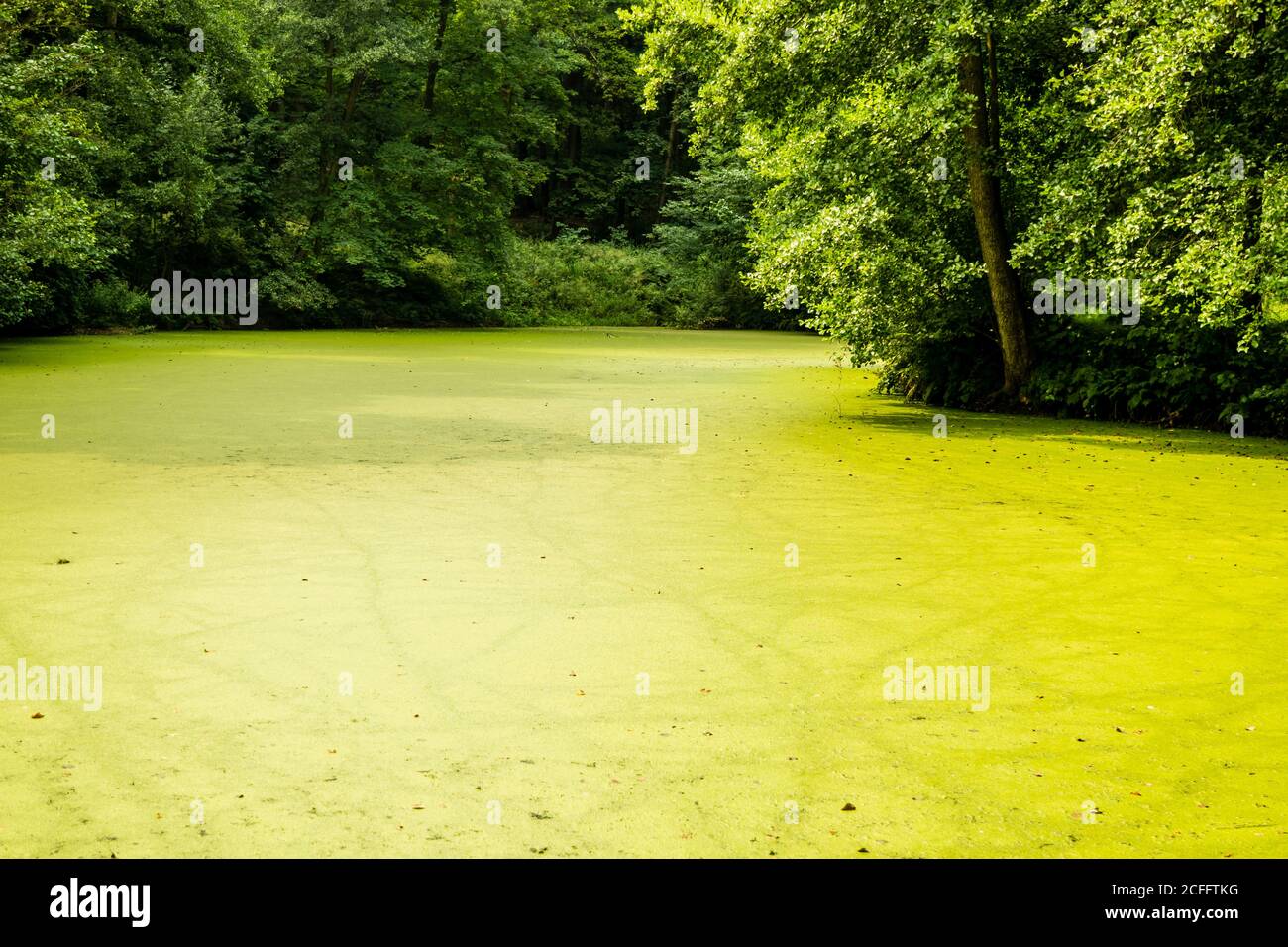 Green algae on a pond in nature Stock Photo - Alamy