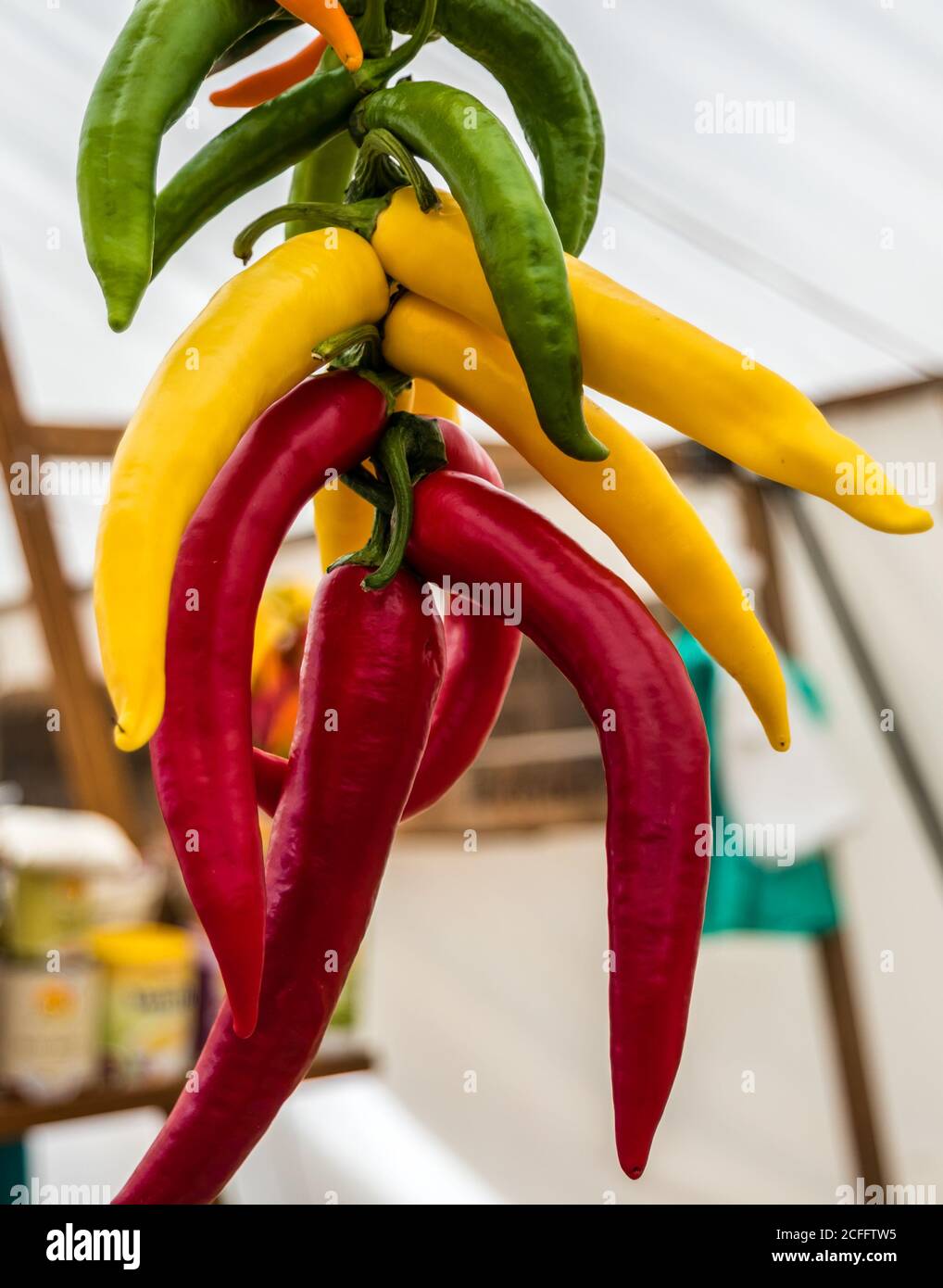 Chili pod hanging hi-res stock photography and images - Alamy