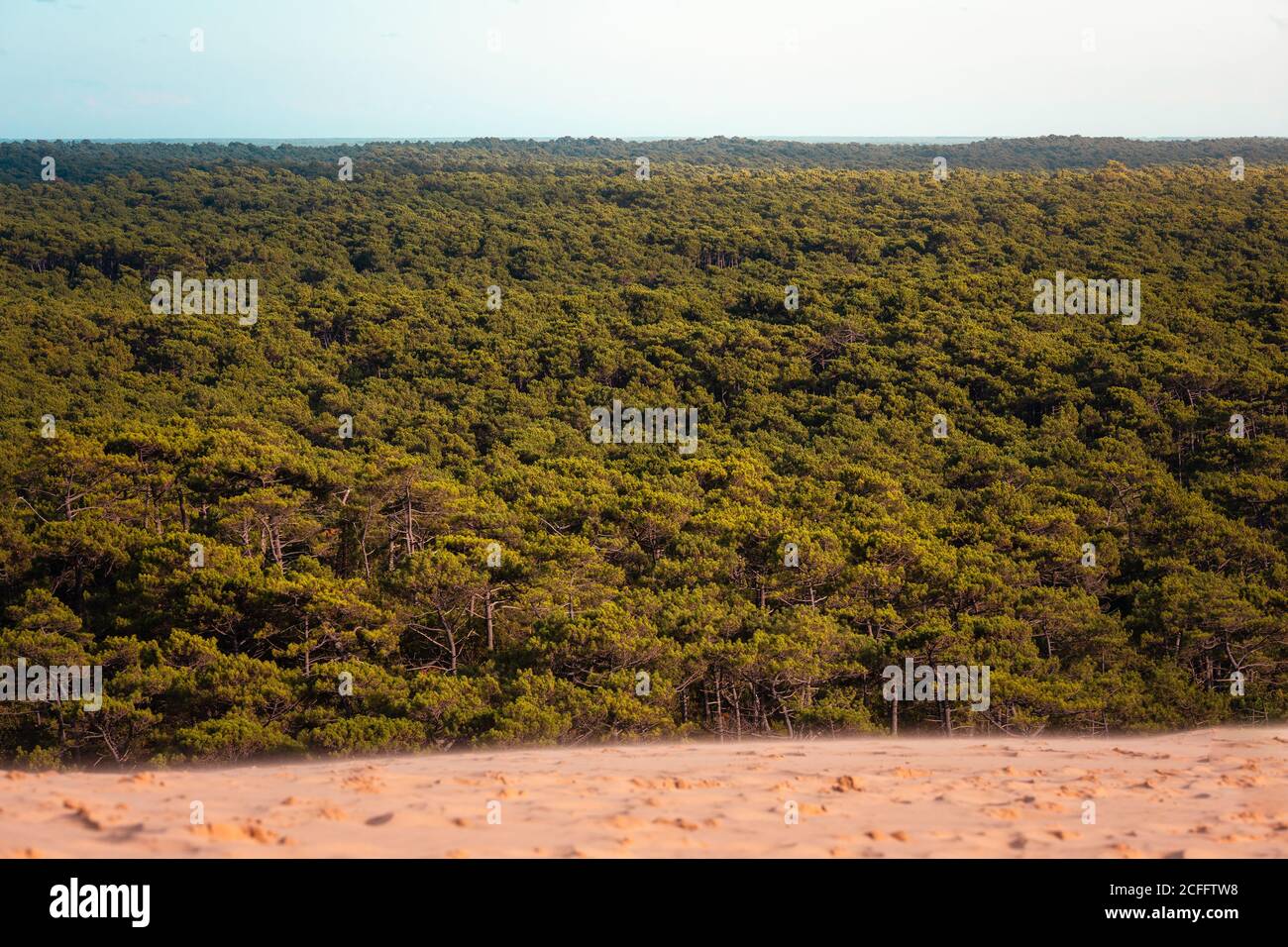 Les Landes forest seen from the Dune of Pilat, at Arcachon, Aquitaine ...