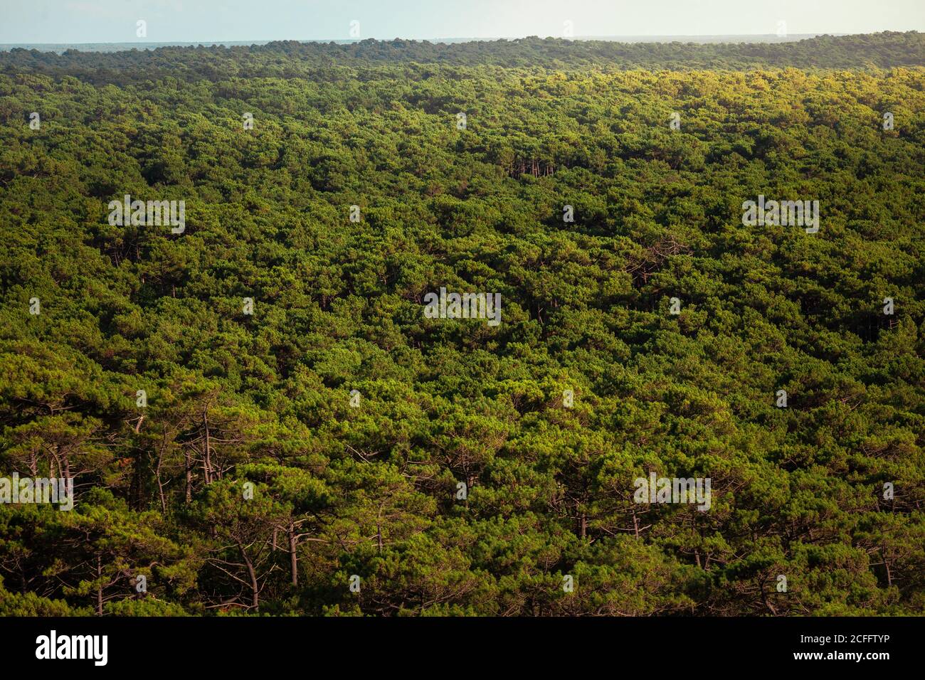 Les Landes forest seen from the Dune of Pilat, at Arcachon, Aquitaine ...