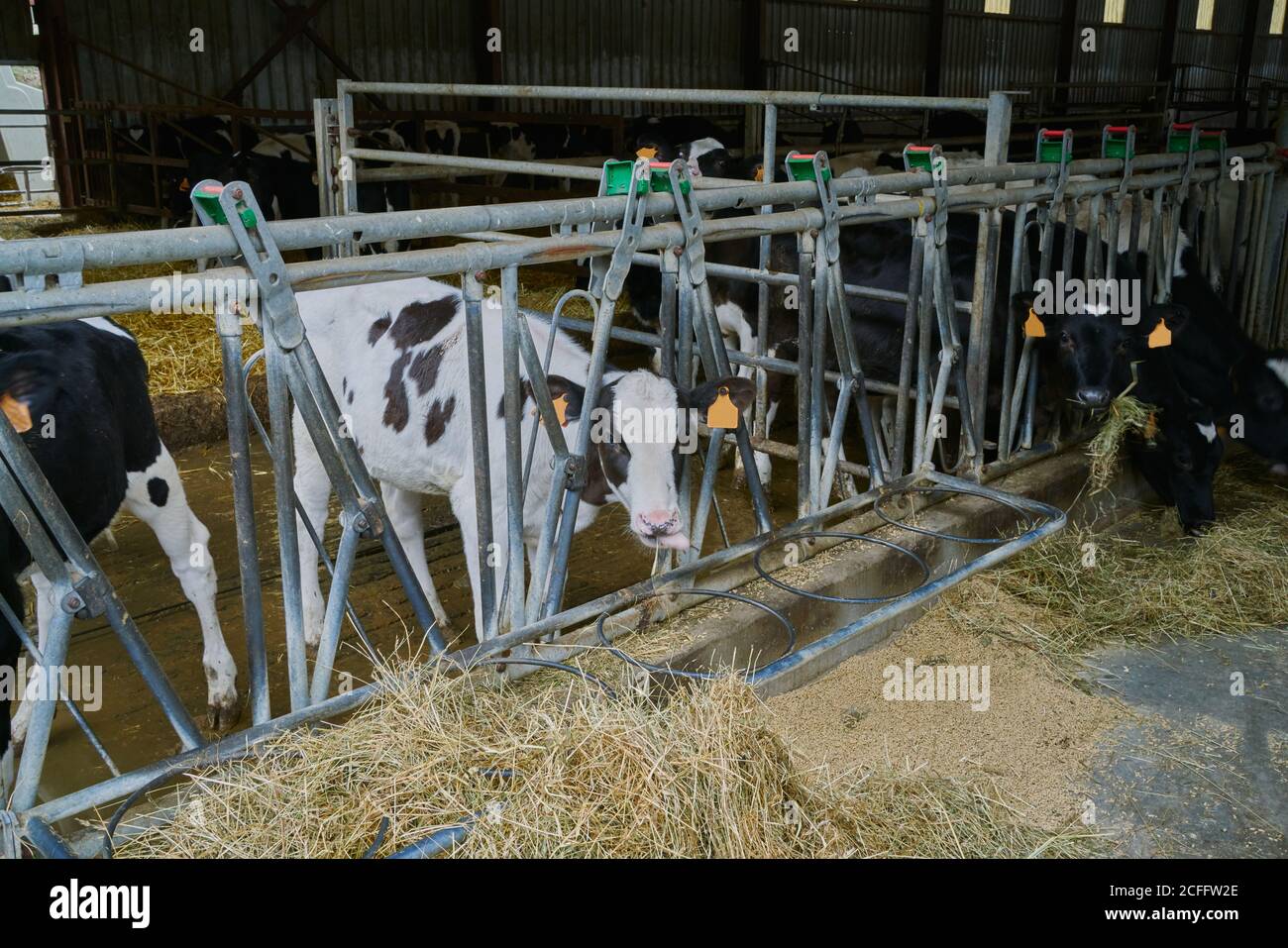 Group of domestic cows standing behind metal fence in stall in modern cow barn and eating fresh ...
