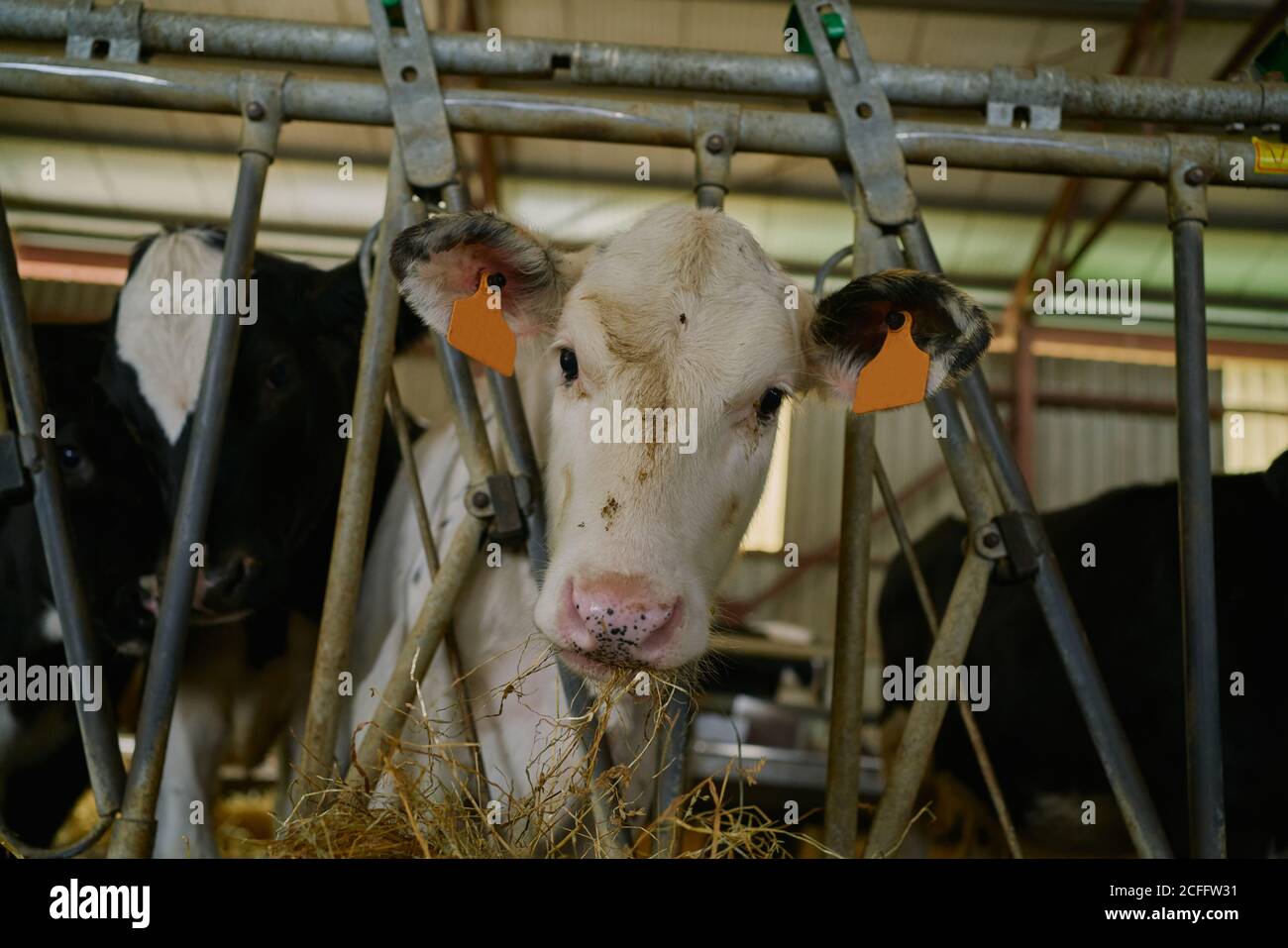 White cow with tags in ears standing inside stall of modern cow farm ...