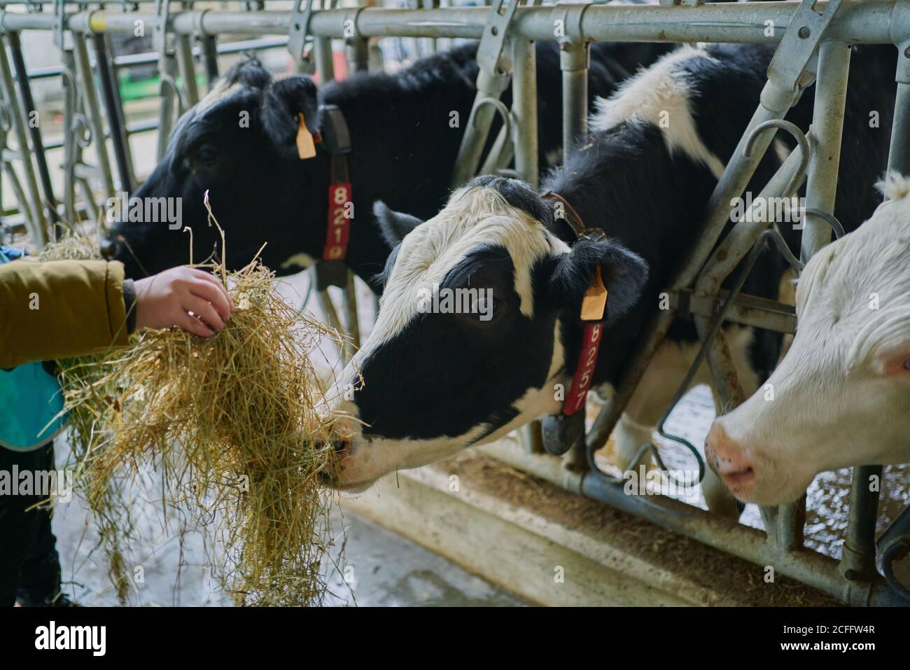 Little boy feeding cow with hay in barn Stock Photo - Alamy