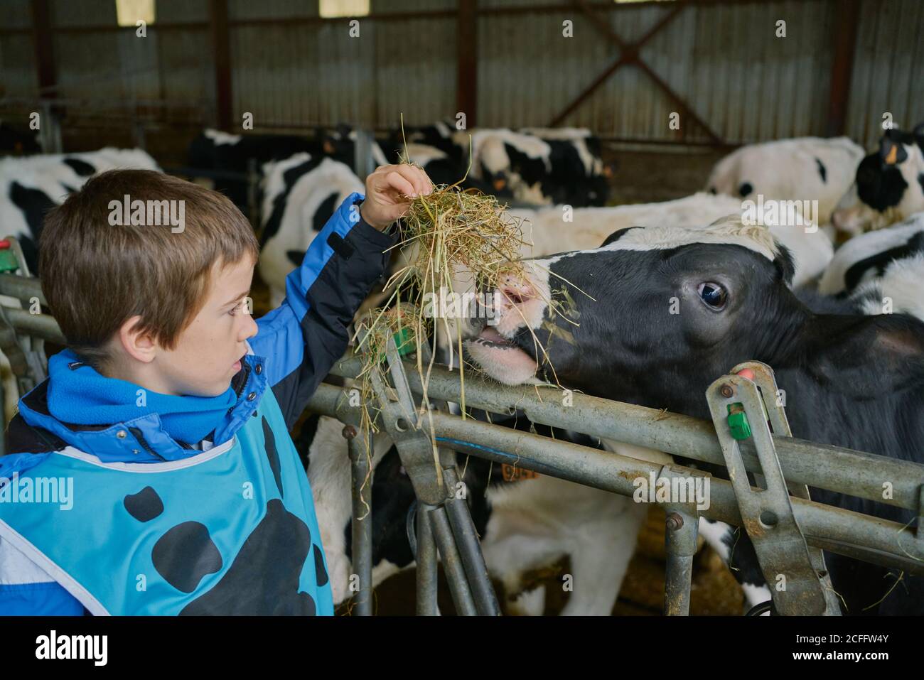 Little boy feeding cow with hay in barn Stock Photo - Alamy