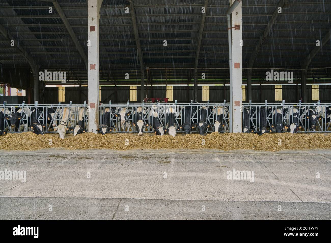 Interior of modern cow barn in farm Stock Photo - Alamy