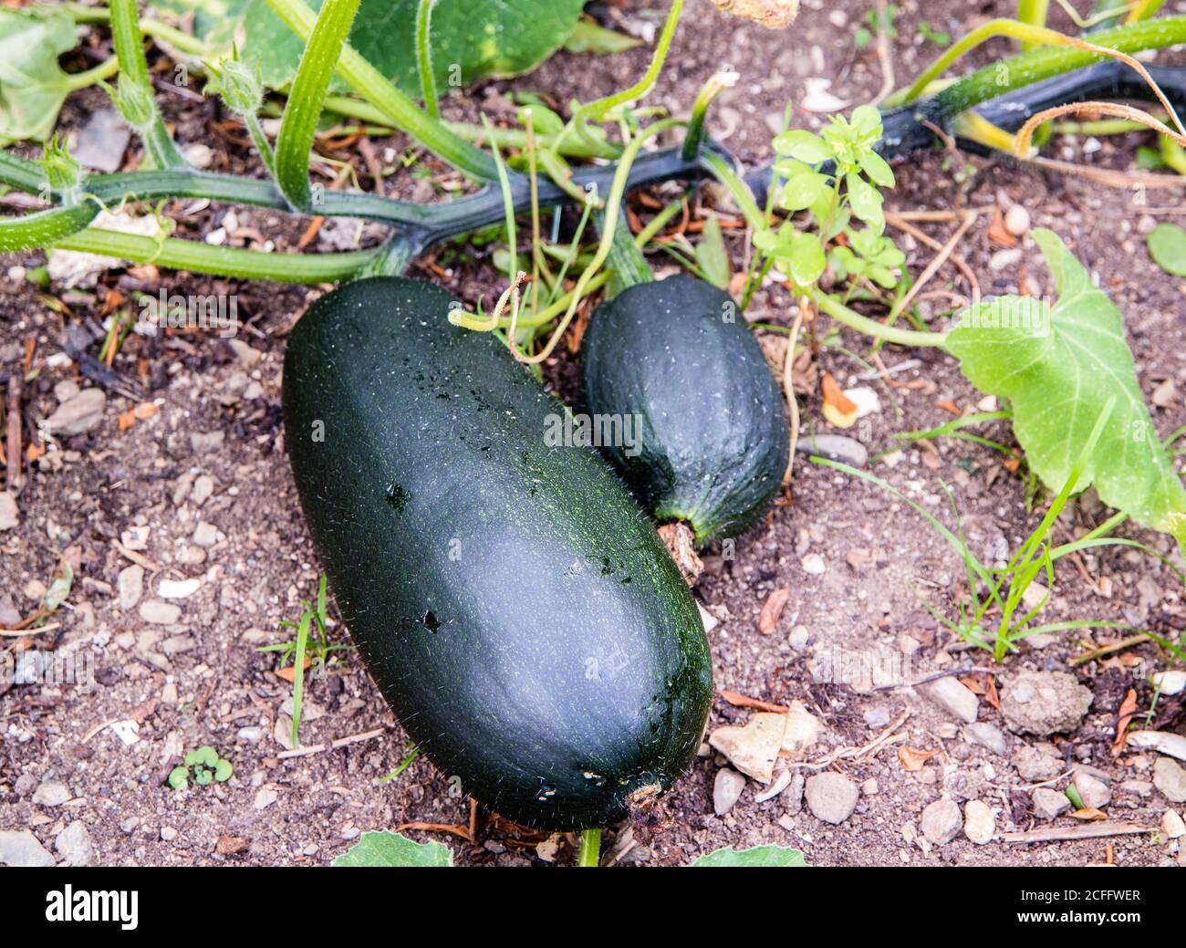 fresh Courgettes from the garden Stock Photo - Alamy