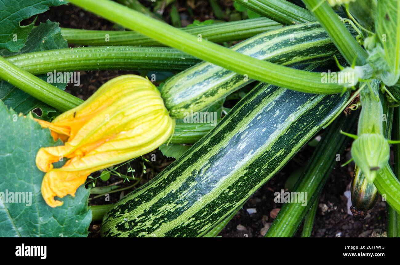 fresh Courgettes from the garden Stock Photo - Alamy
