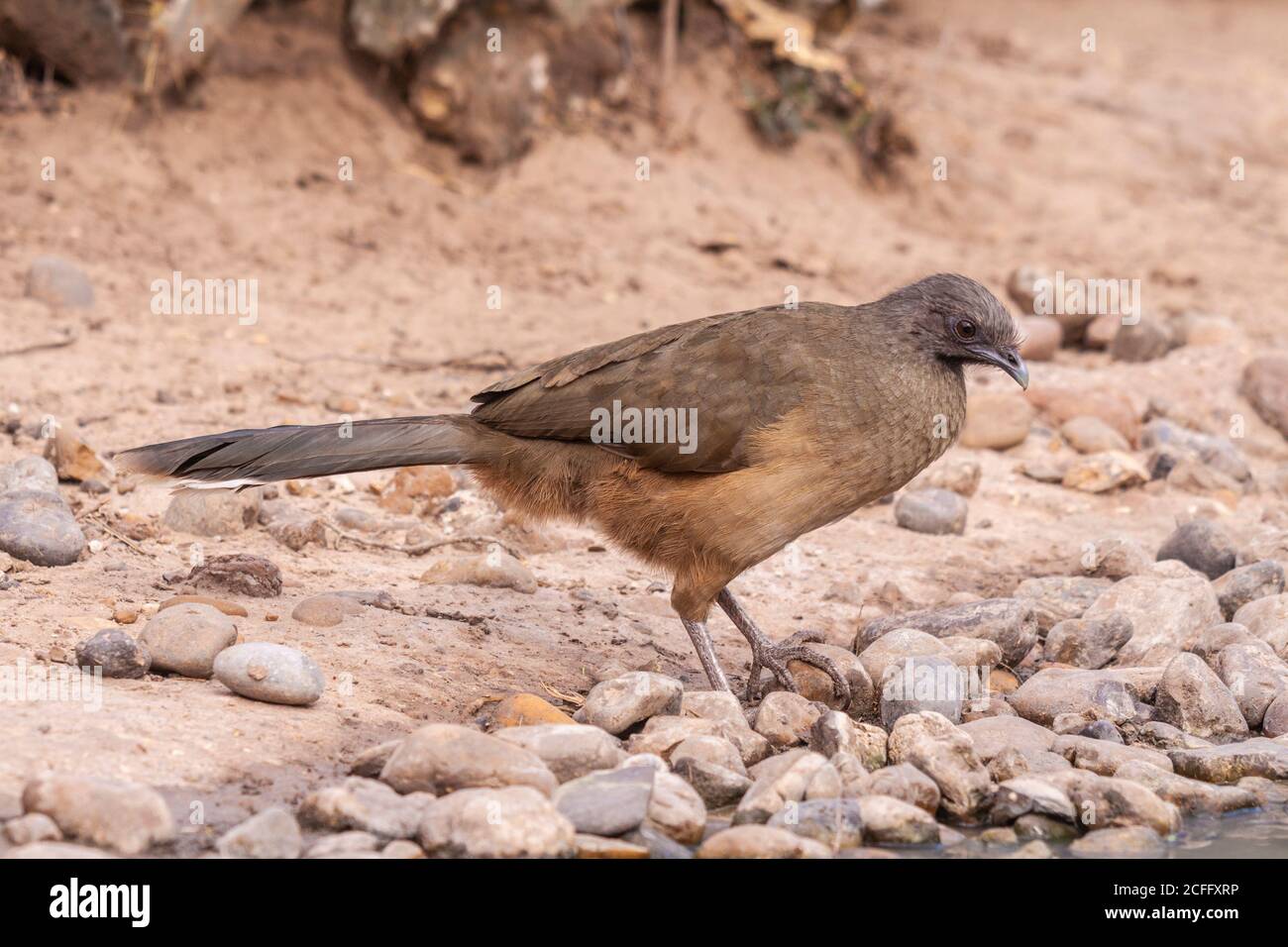 Plain Chachalaca, Ortalis vetula, at the Javelina-Martin ranch and bird ...