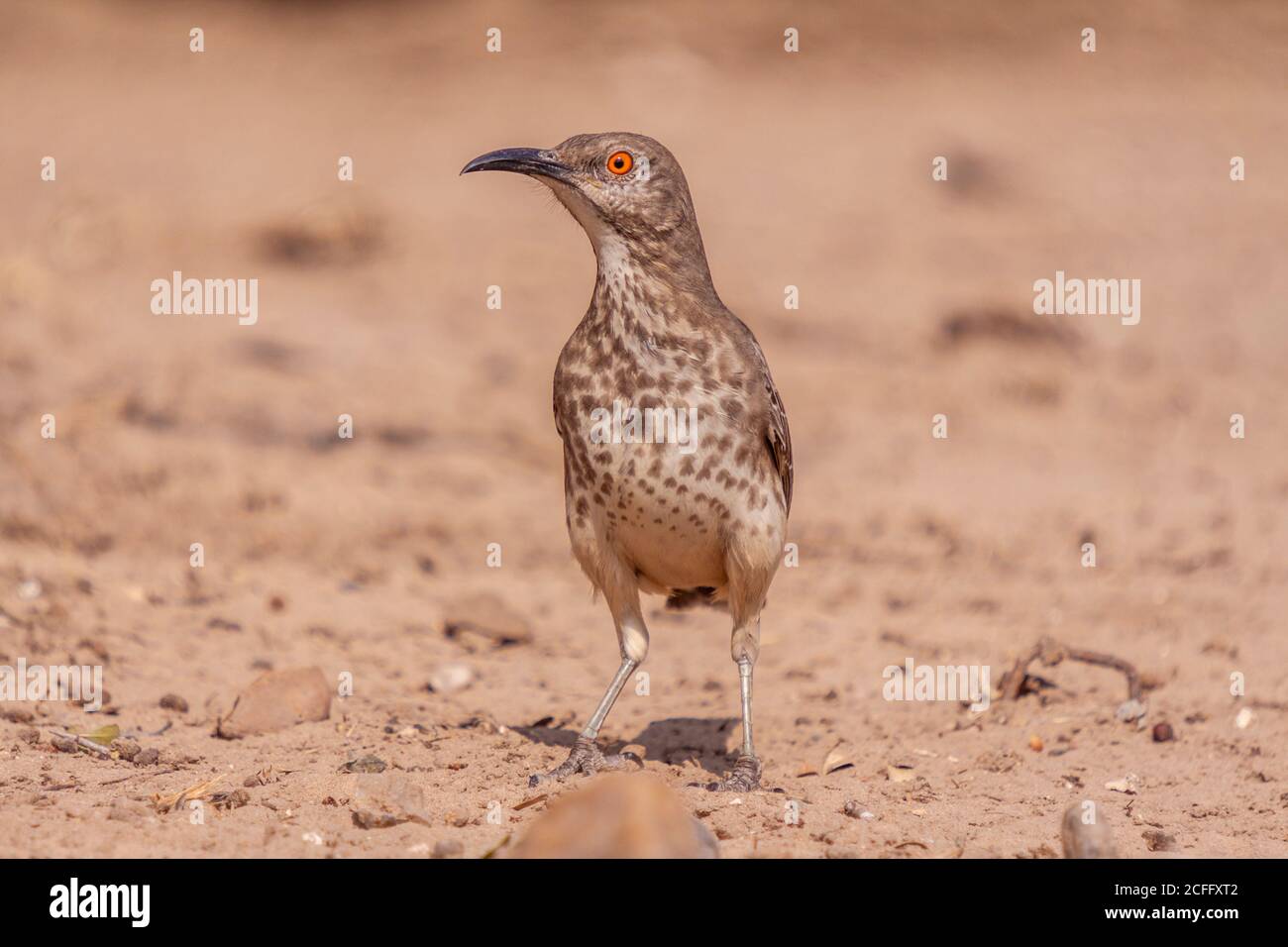 Javelina desert hi-res stock photography and images - Alamy