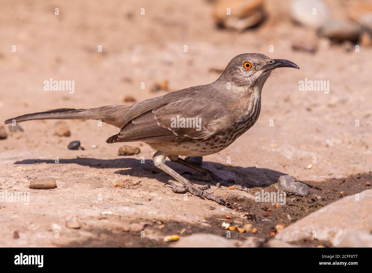 Curve-billed Thrasher, Toxostoma curvirostre, at the Javelina-Martin ...