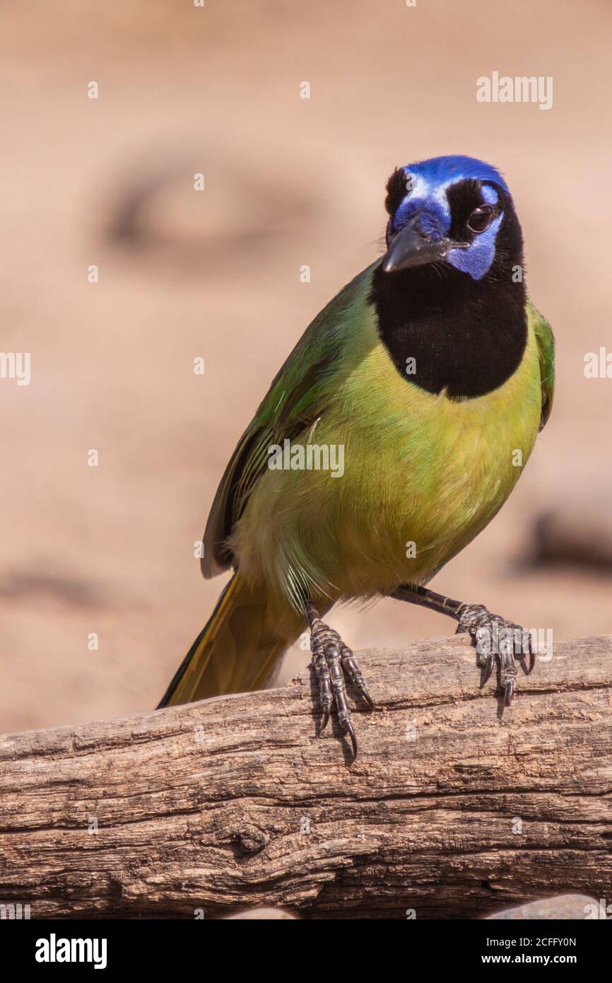 Green Jay, Cyanocorax yncas, at the Javelina-Martin ranch and bird ...
