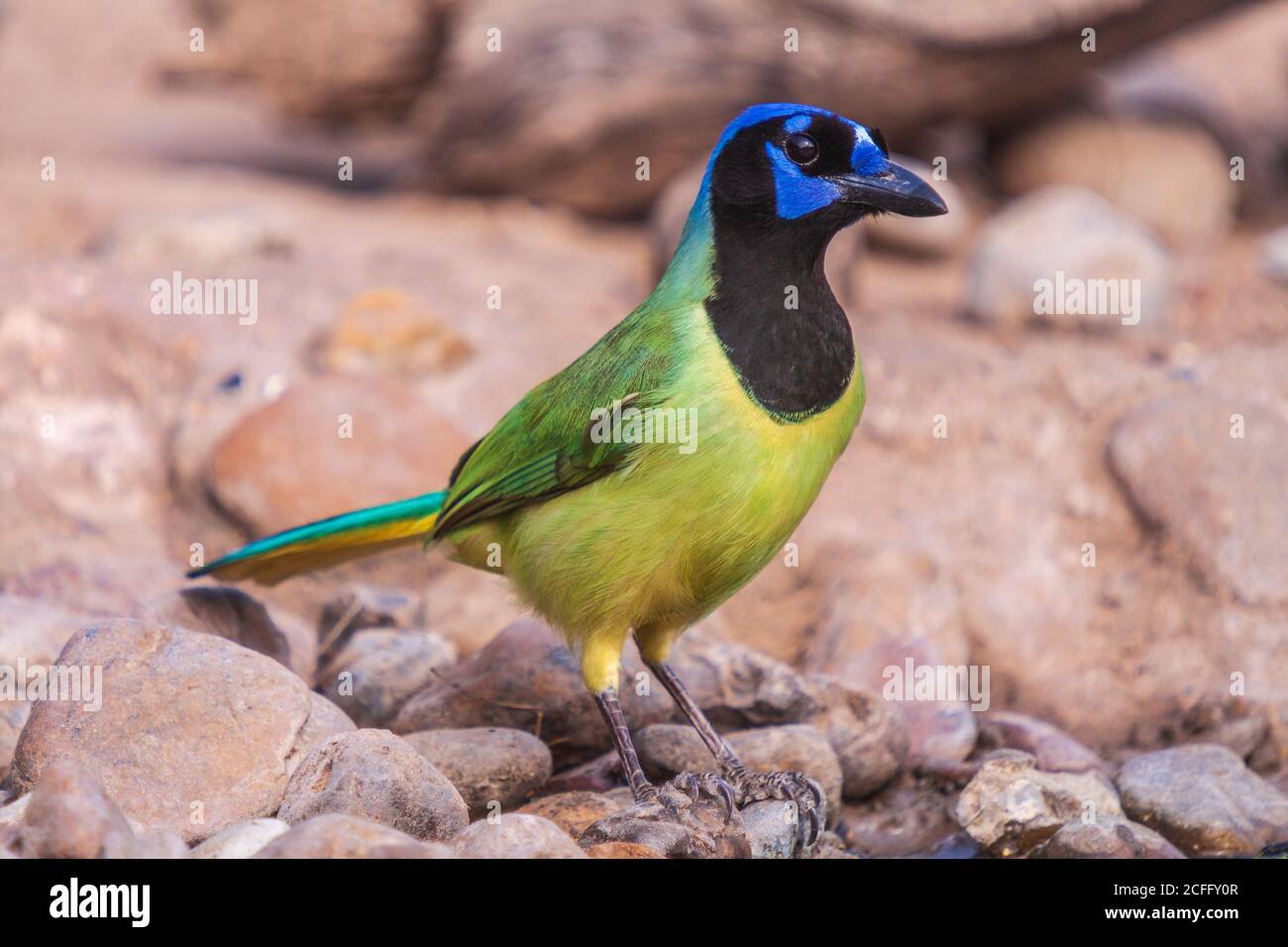Javelina river hi-res stock photography and images - Alamy