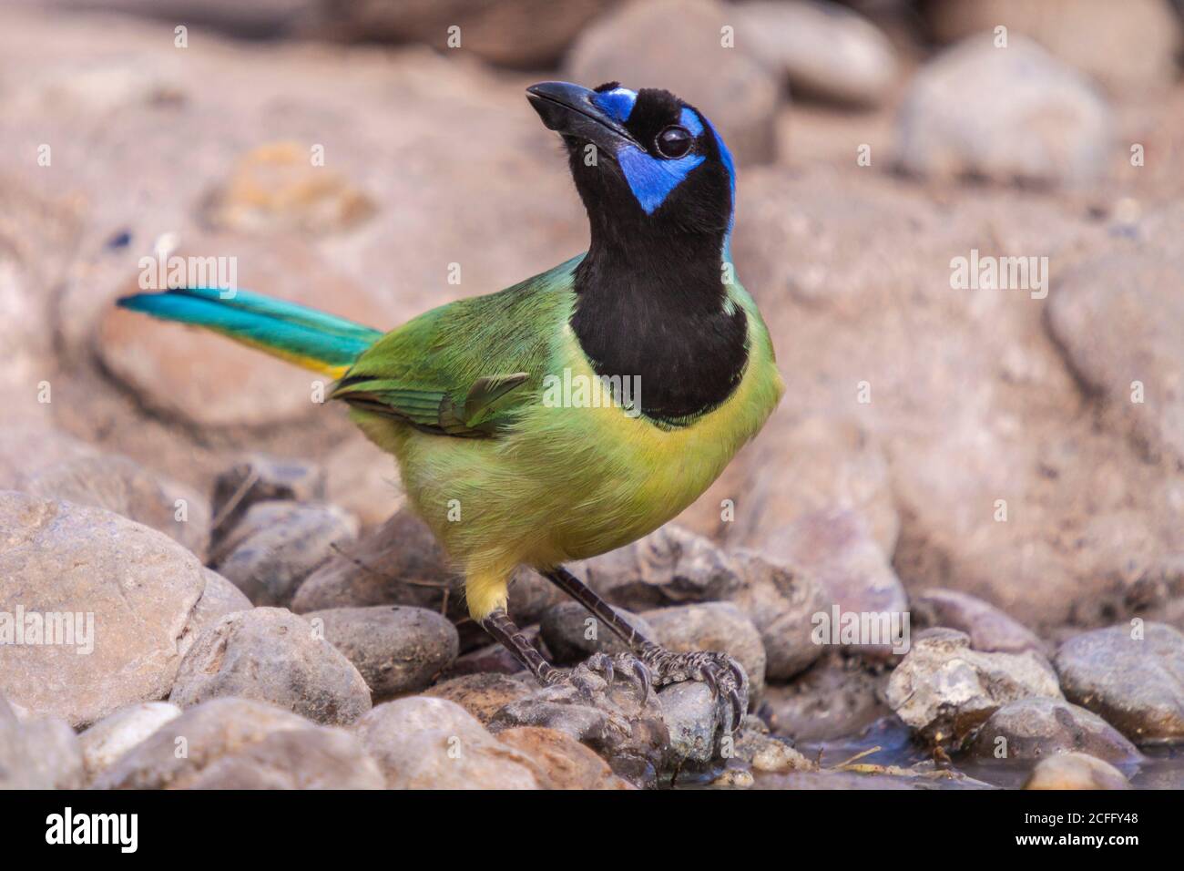 Green Jay, Cyanocorax yncas, at the Javelina-Martin ranch and bird ...