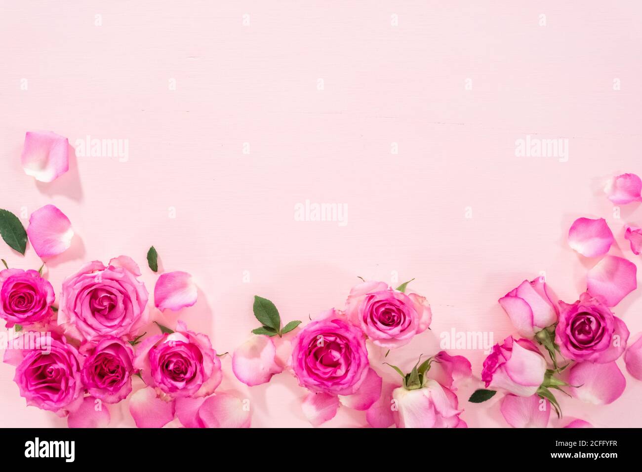 Flat lay. Pink roses and rose petals on a pink background Stock Photo ...