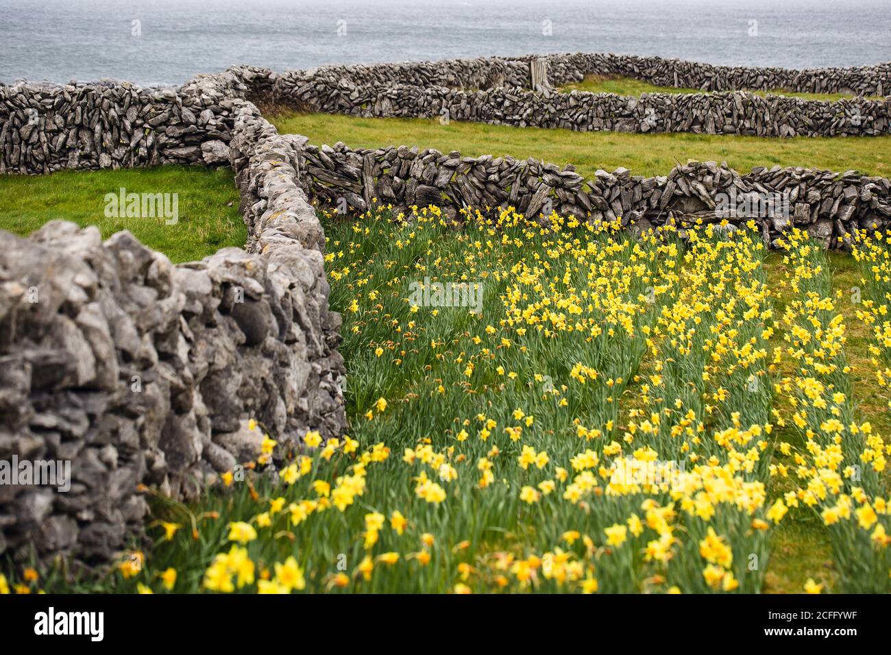 Lines of cobblestone fences sectioning green meadows with flowers on ...