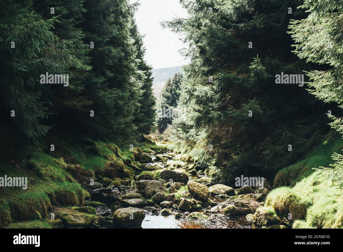 High angle of peaceful water stream flowing down incline slope of mossy ...