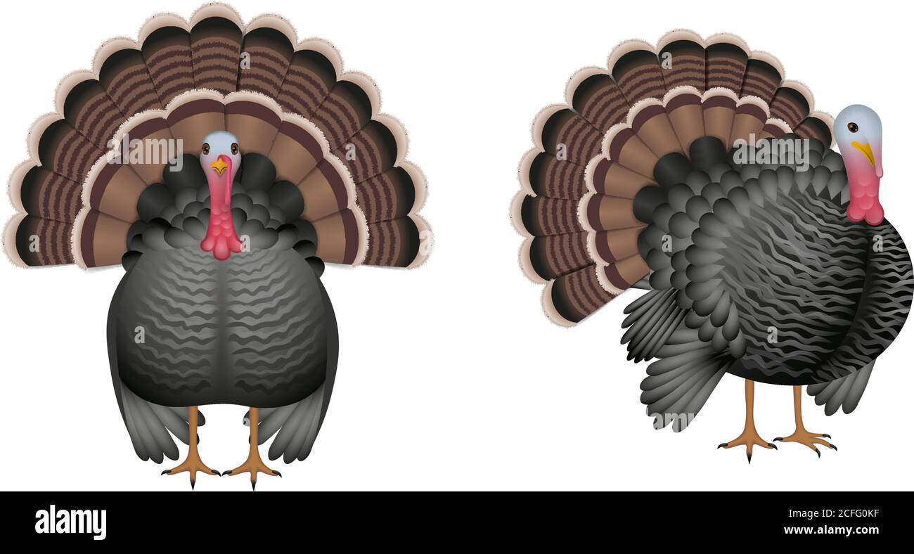 isolated turkey illustration Stock Vector Image & Art - Alamy