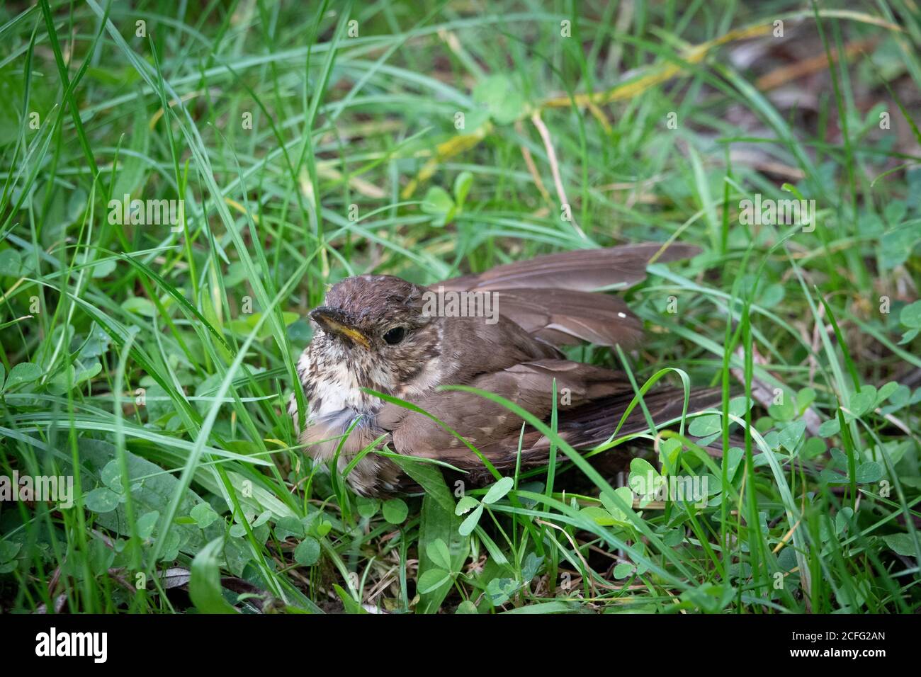 a thrush chick sitting injured in the green grass Stock Photo - Alamy