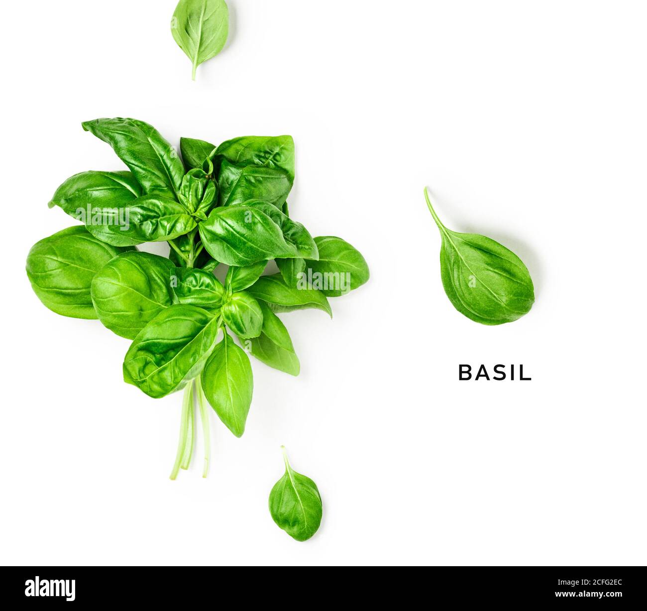 Creative layout with fresh basil leaves. Bunch and single basil leaf ...