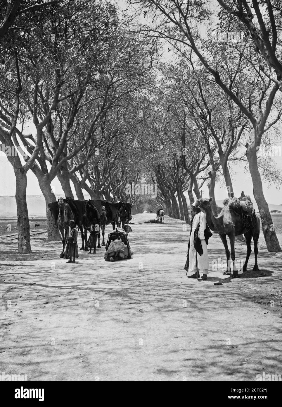 Original Caption: Egyptian views; The pyramids of Gizeh. Road leading ...