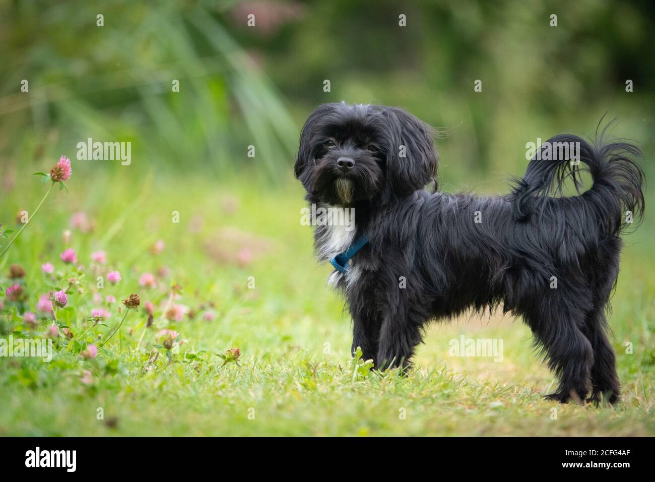 Russian bolonka zwetna hi-res stock photography and images - Alamy