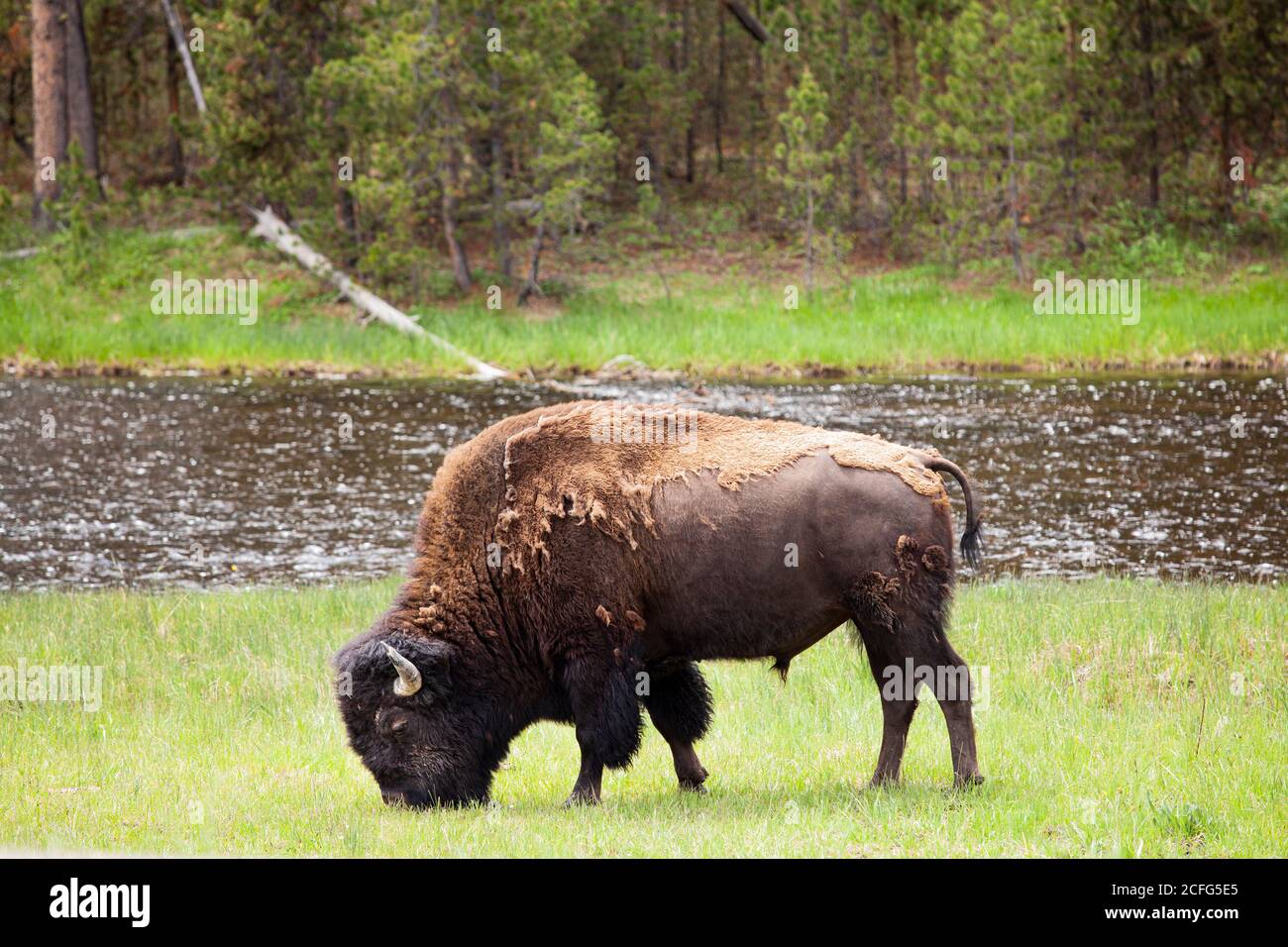 Yellowstone National Park Bison and Elk wildlife Stock Photo - Alamy