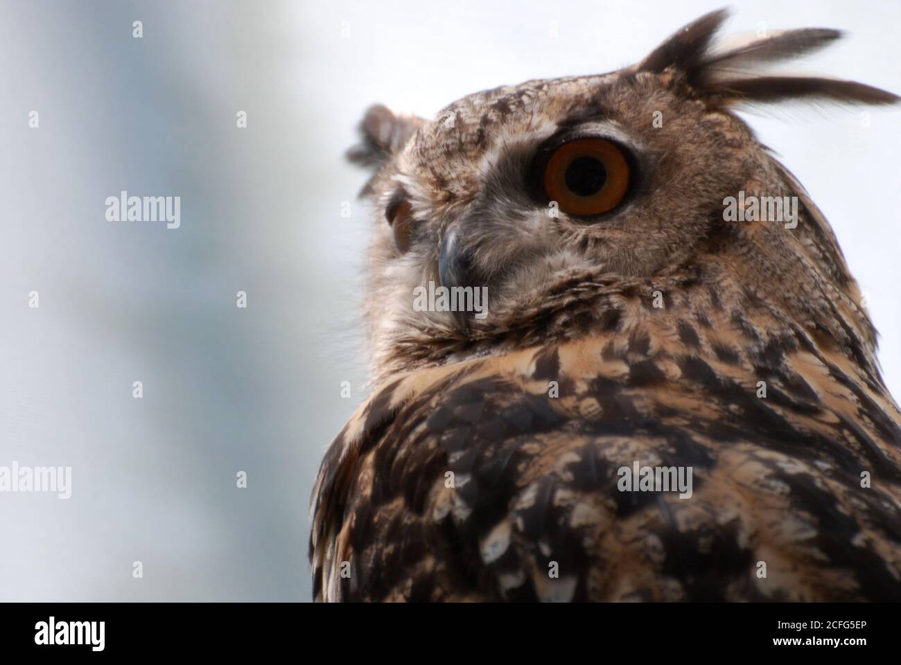 Owlish face hi-res stock photography and images - Alamy