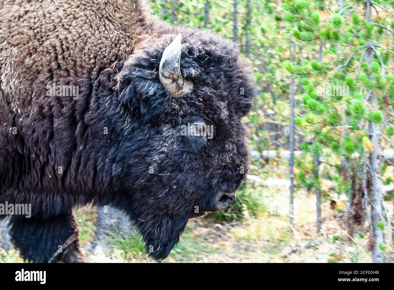 Yellowstone National Park Bison and Elk wildlife Stock Photo - Alamy