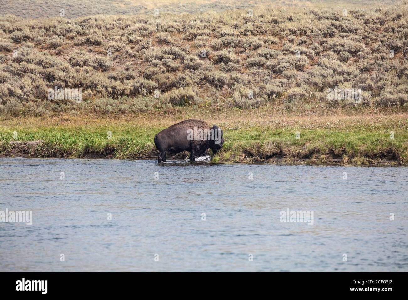 Yellowstone National Park Bison and Elk wildlife Stock Photo - Alamy
