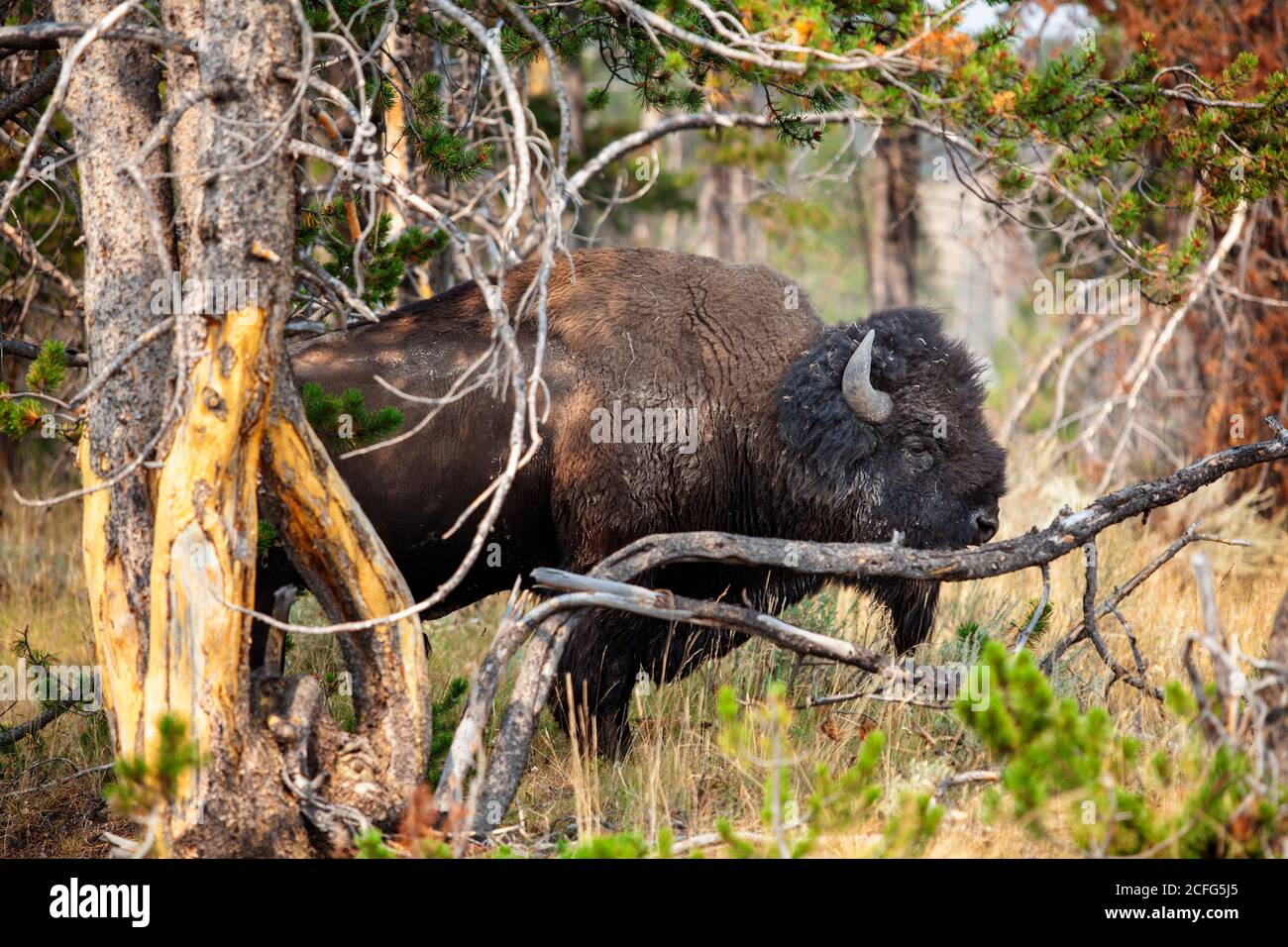 Yellowstone National Park Bison and Elk wildlife Stock Photo - Alamy