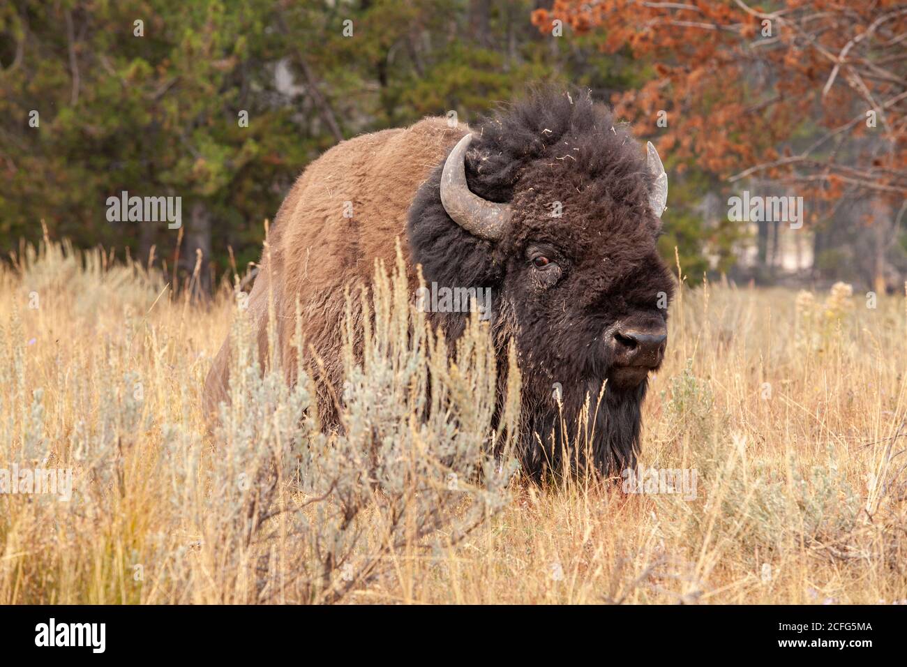 Yellowstone National Park Bison and Elk wildlife Stock Photo - Alamy