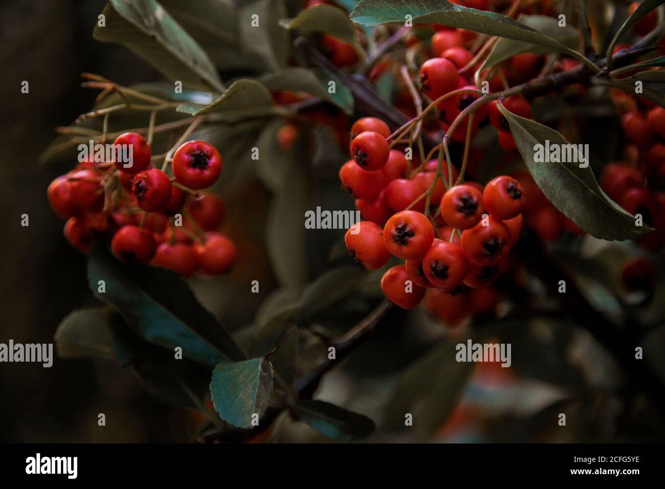 Detail of fruit on a Covarrubias tree a village of Burgos in Spain ...