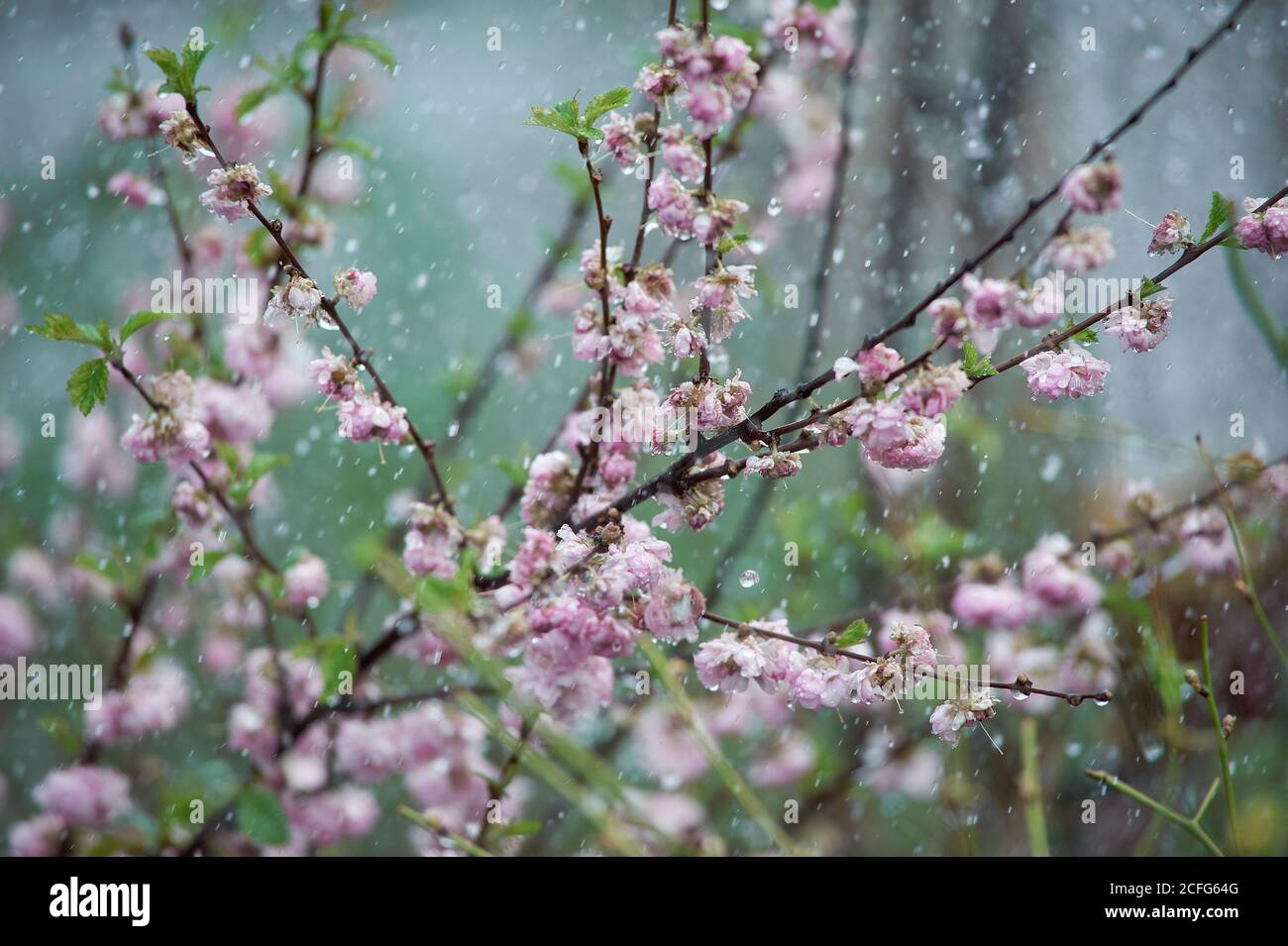young sakura flowers in the pouring rain Stock Photo - Alamy