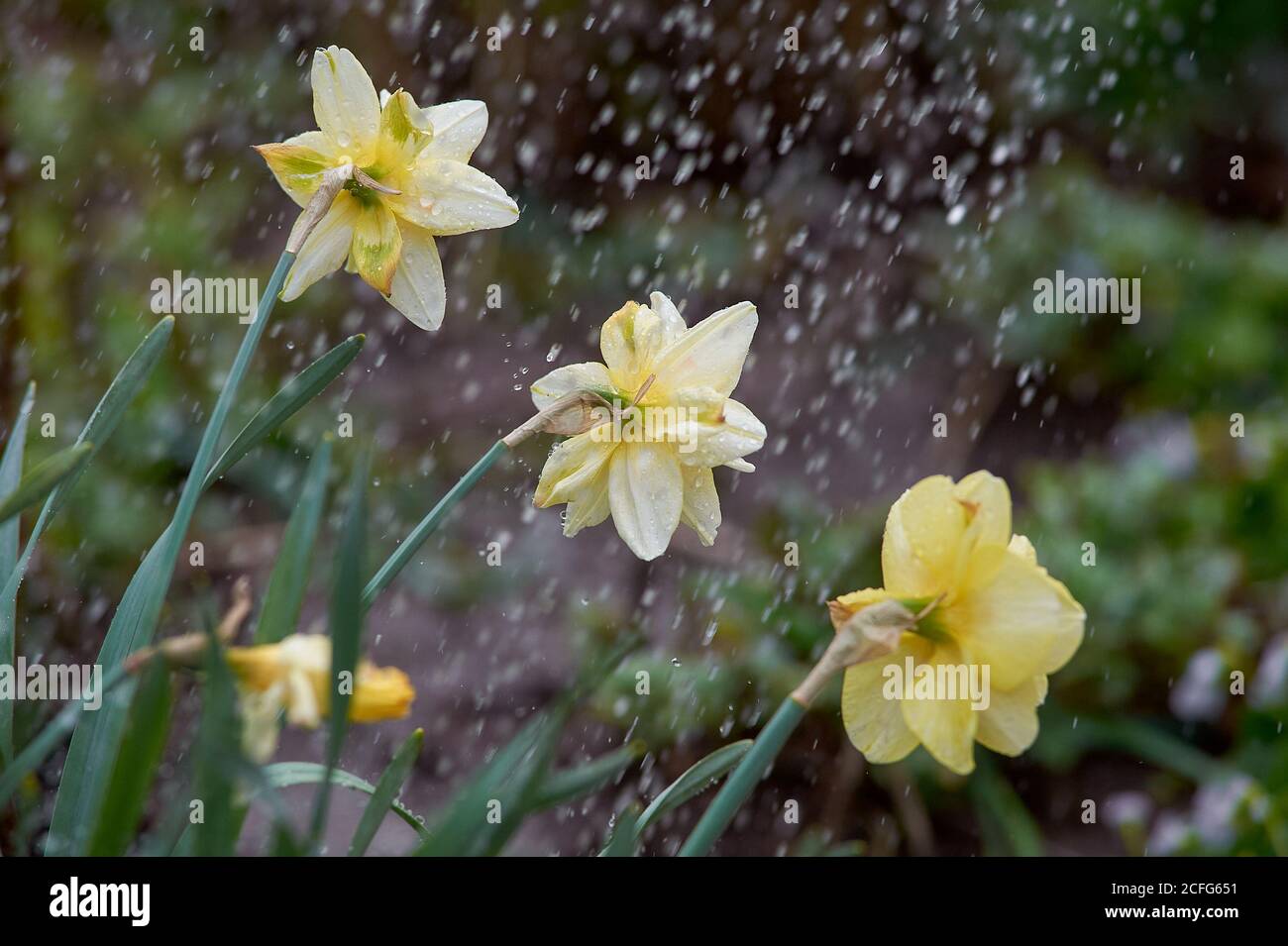 three yellow daffodil flowers in the pouring rain in spring Stock Photo ...