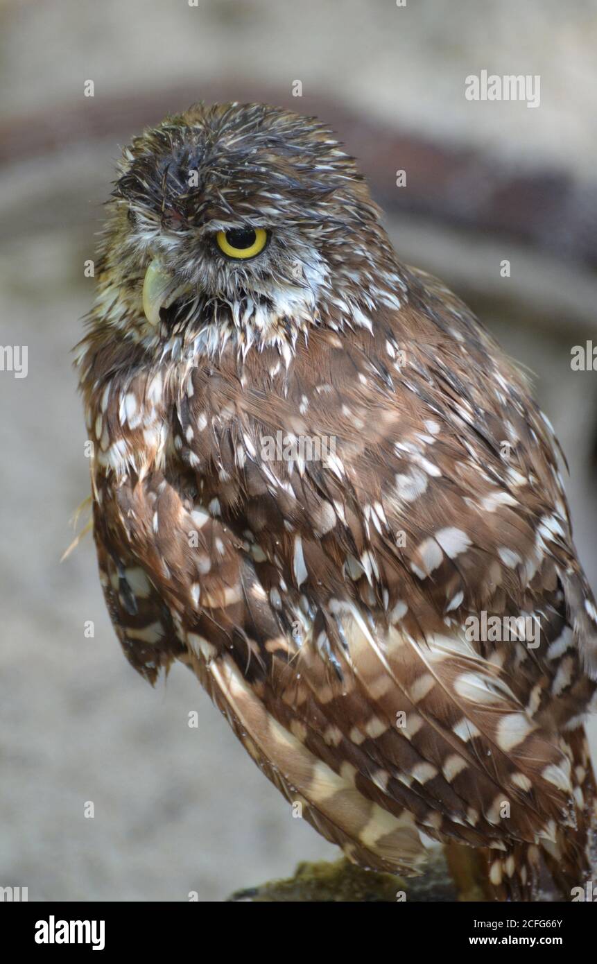 Ruffled owl hi-res stock photography and images - Alamy