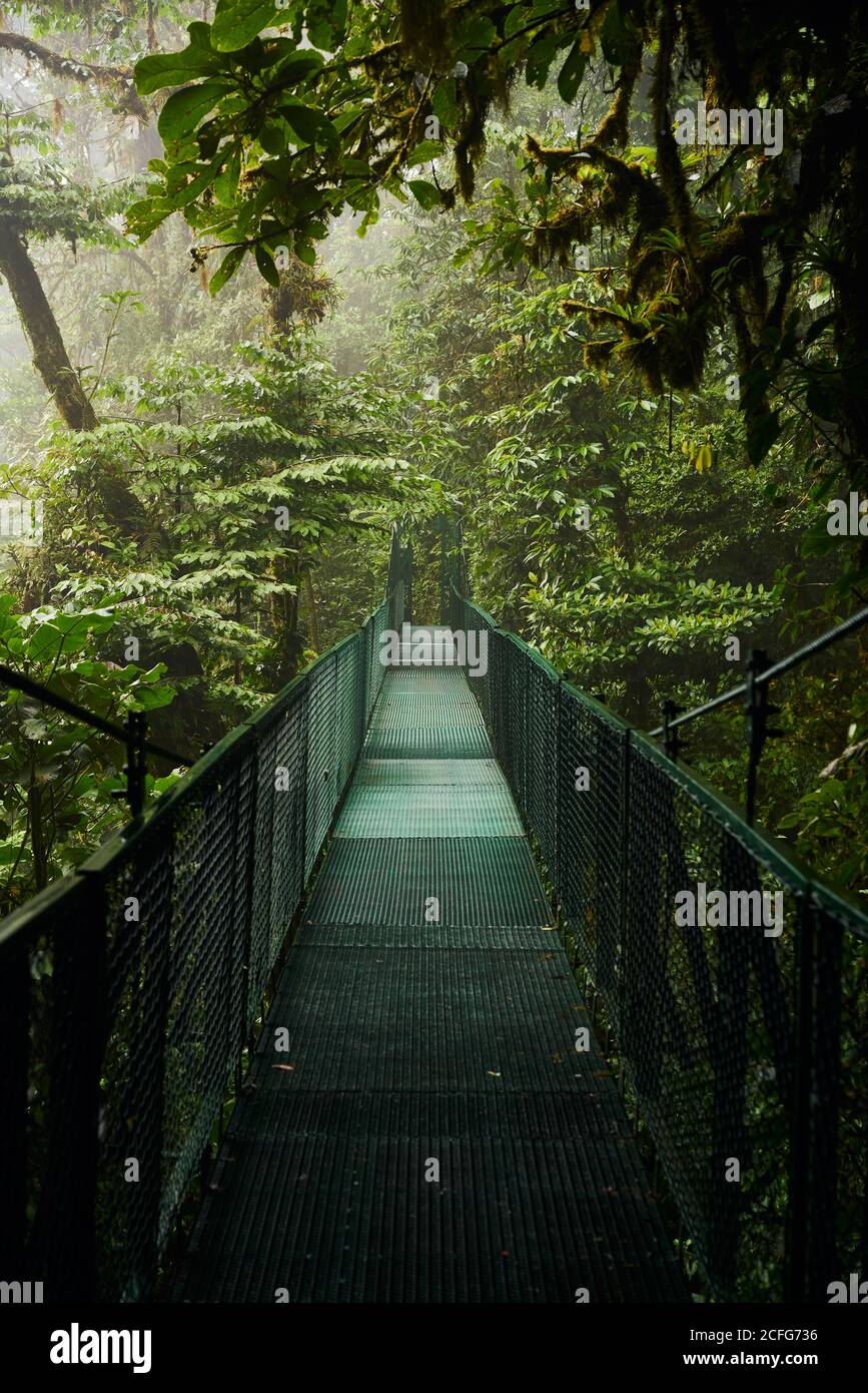 Suspension bridge through rainforest hi-res stock photography and ...