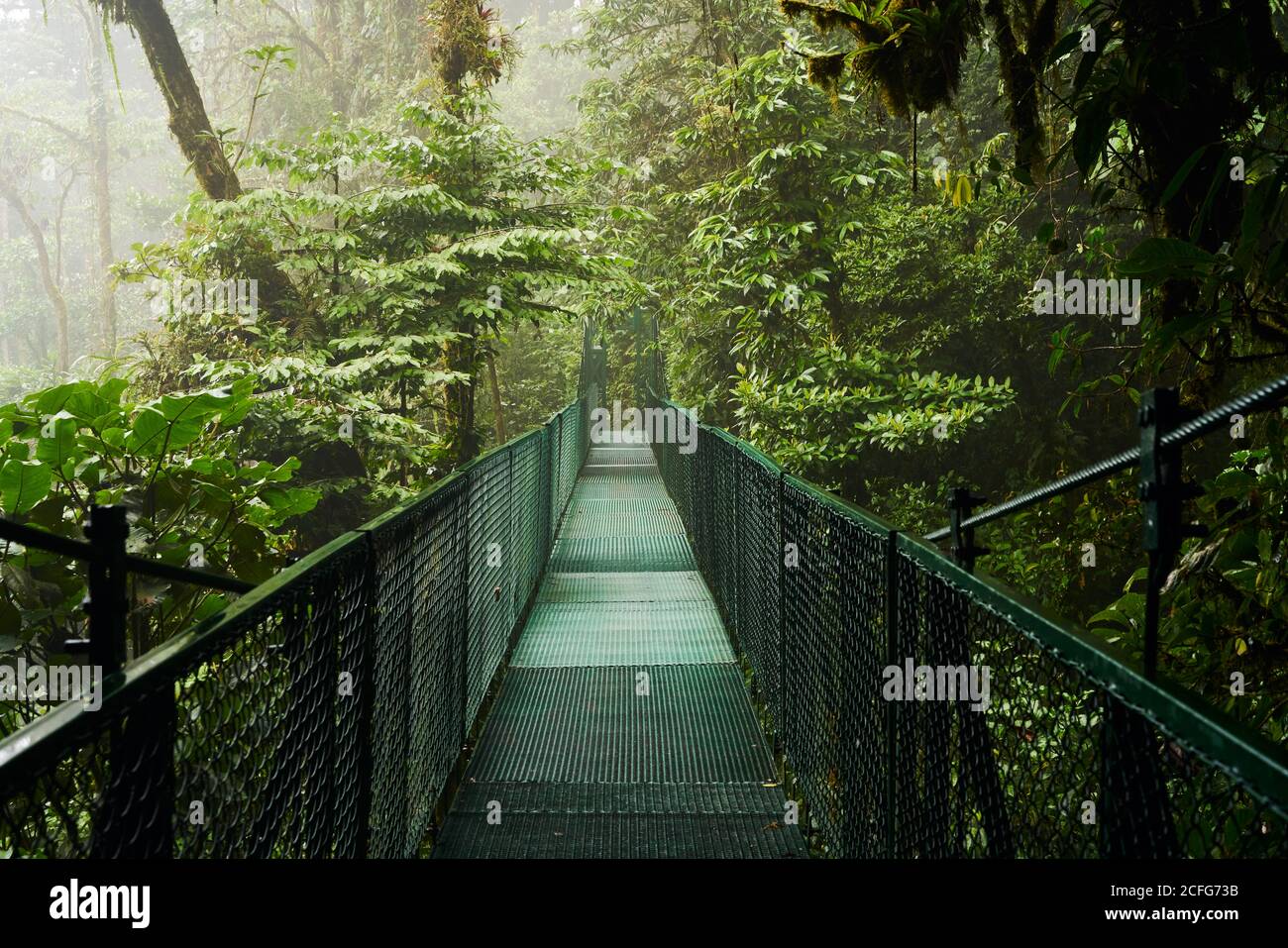 Suspension bridge through rainforest hi-res stock photography and ...